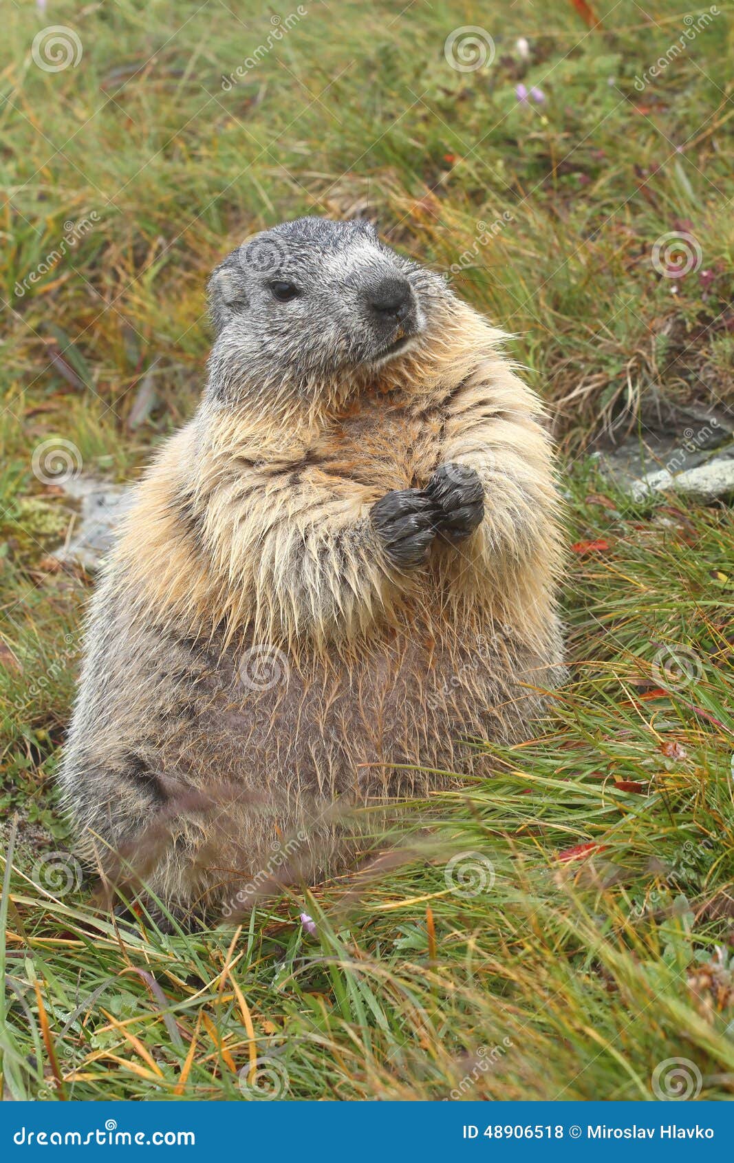 Fettes Murmeltier stockfoto. Bild von wildnis, tier, nave - 48906518