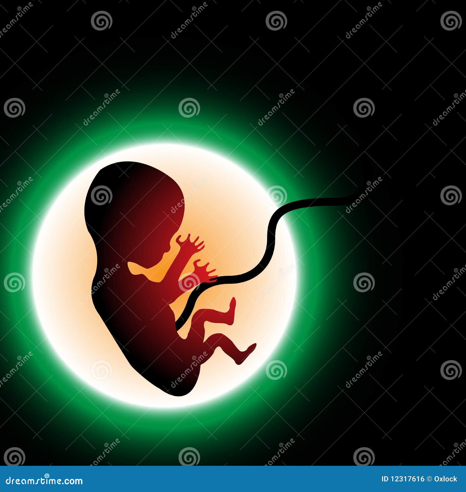 Fetus stock vector. Illustration of beginning, fetus - 12317616