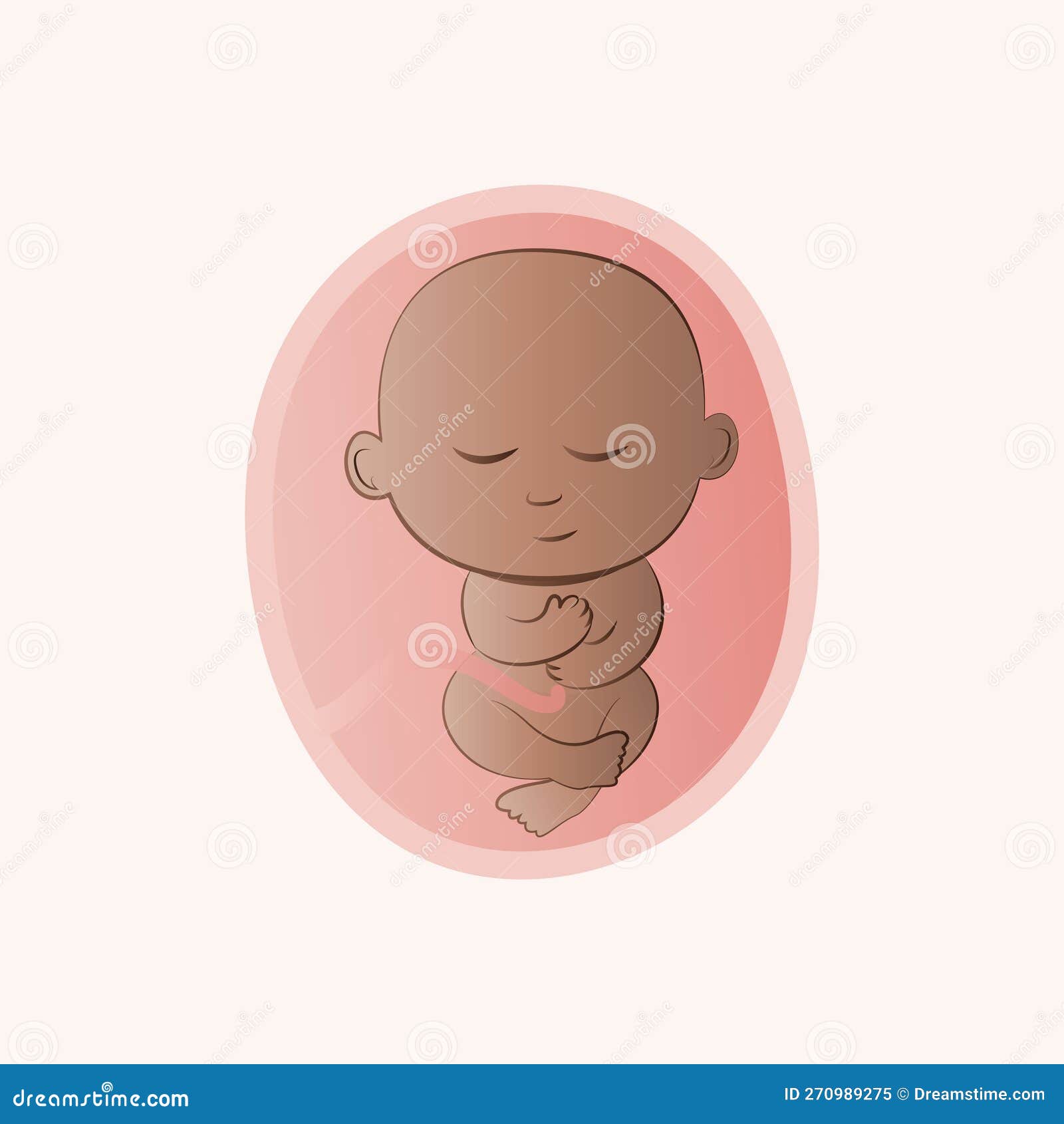 Prenatal Development Of The Human Central Nervous System. The Embryo ...