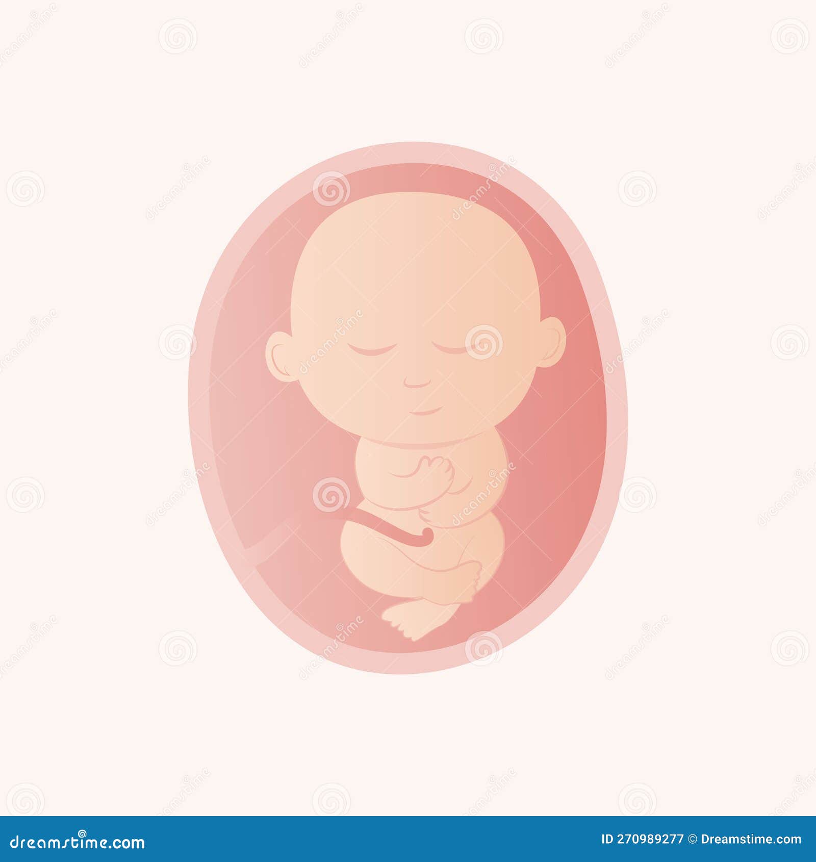 Prenatal Development Of The Human Central Nervous System. The Embryo ...