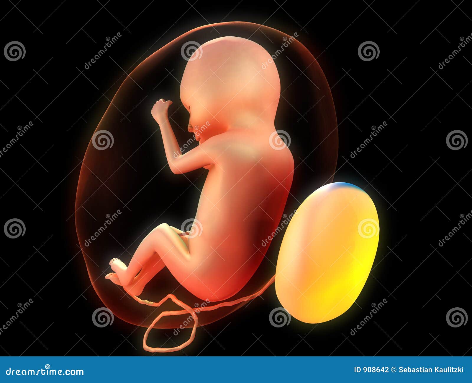 Fetus stock illustration. Illustration of fetus, ultra - 908642