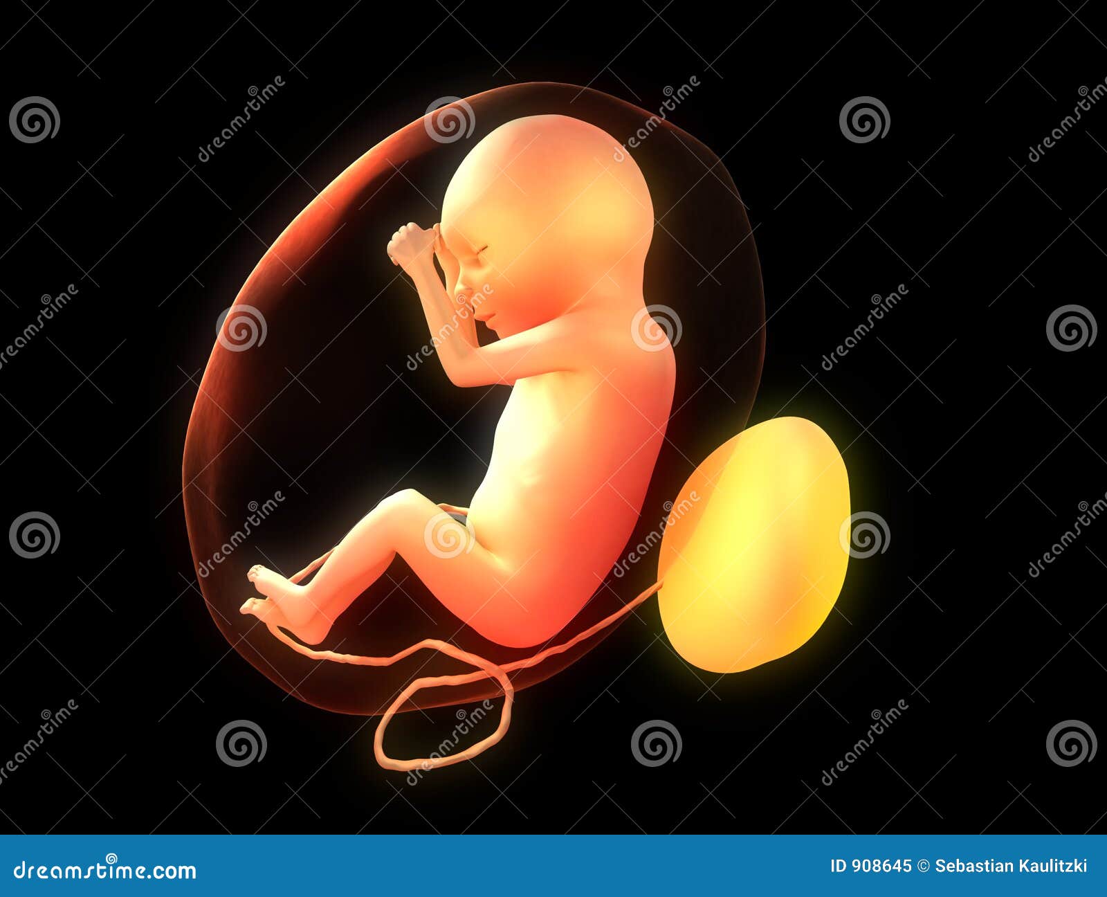 Fetus stock illustration. Illustration of firstborn, preparation - 908645
