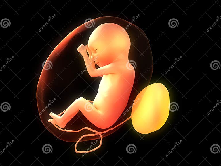 Fetus stock illustration. Illustration of firstborn, preparation - 908645