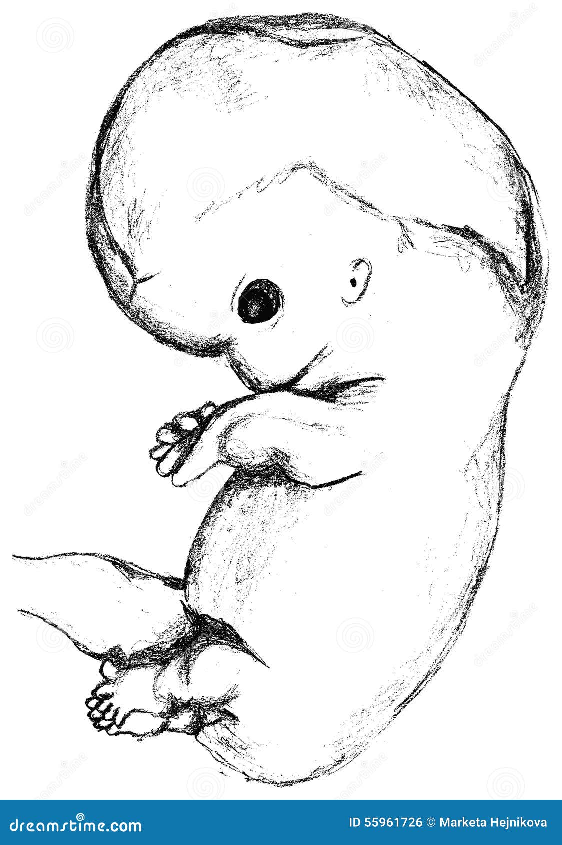 Fetus 53 days stock illustration. Illustration of morphogenesis - 55961726