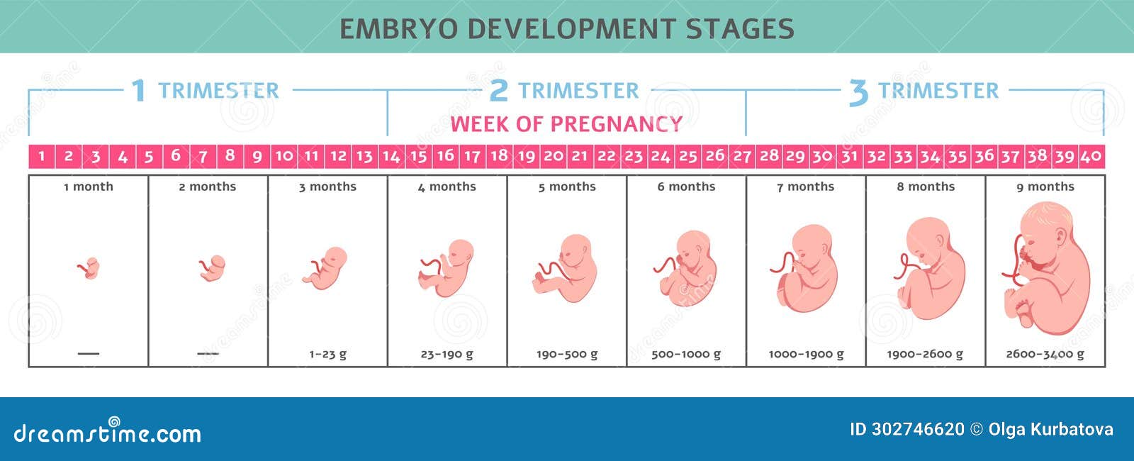 Fetus Development Fetal Formation Stages Human Embryo Growth Nine