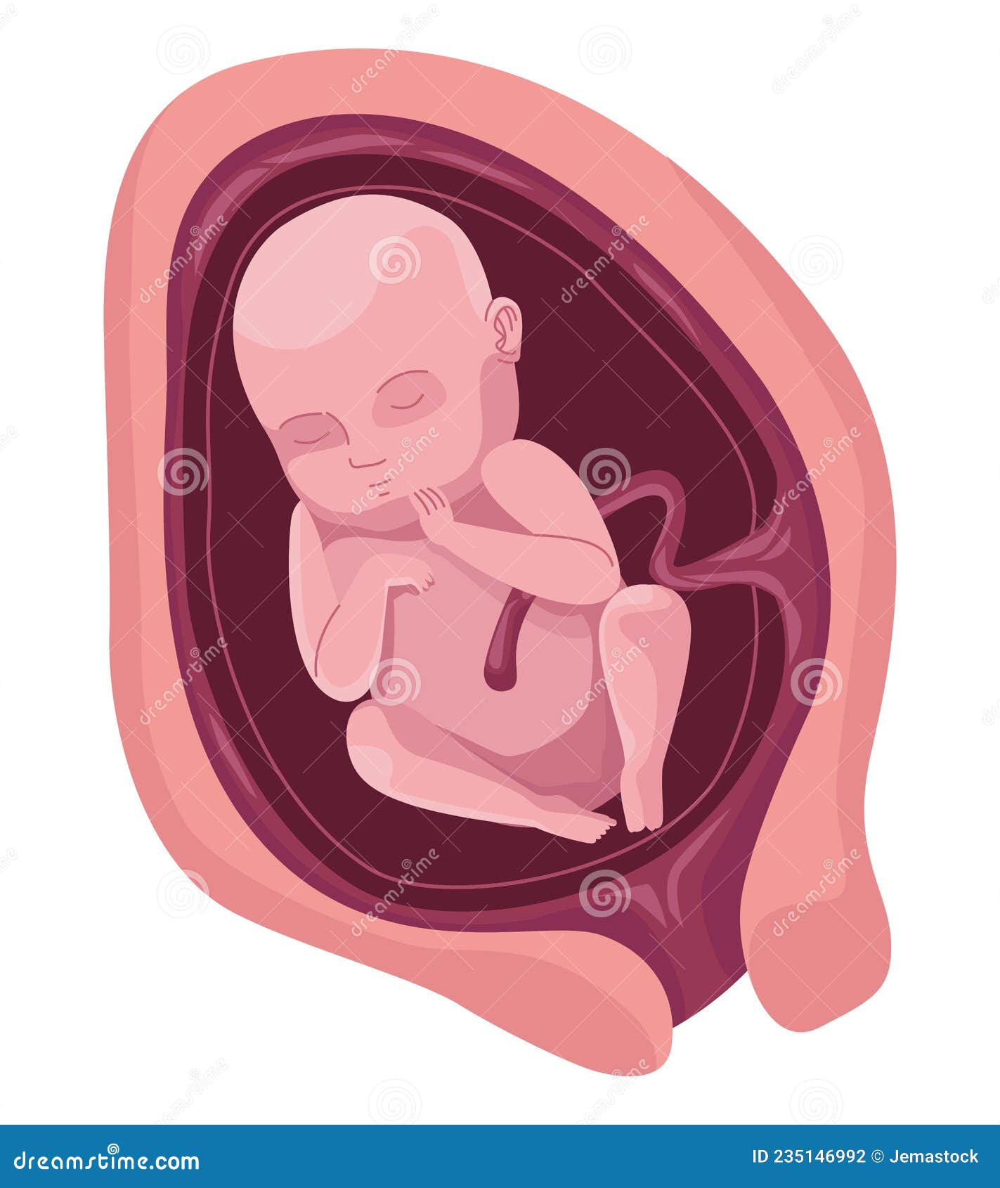 Fetus with eight months stock vector. Illustration of embryonic - 235146992
