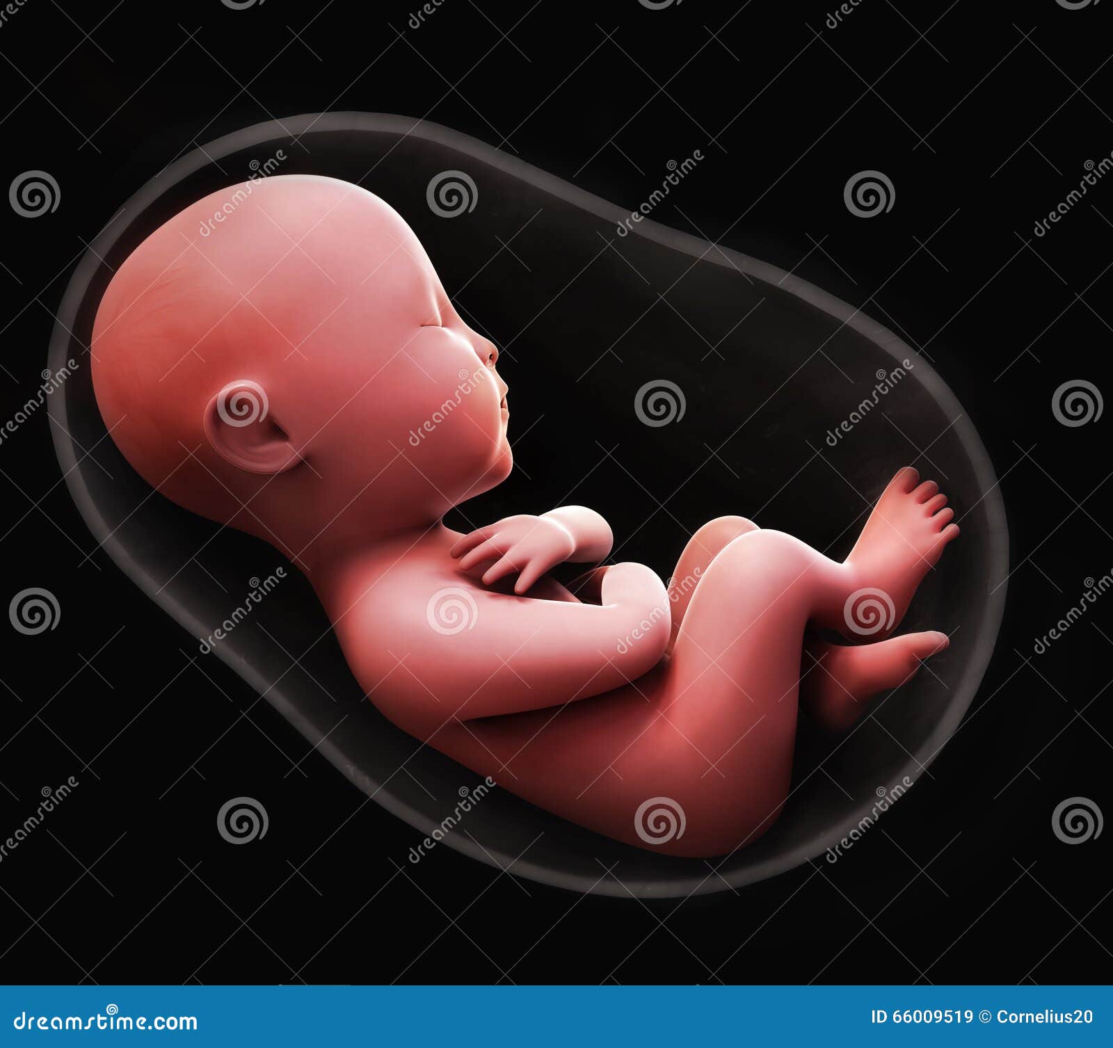 Fetus inside the womb stock image. Image of conception - 66009519 Fetus inside the womb stock image. Image of conception - 66009519