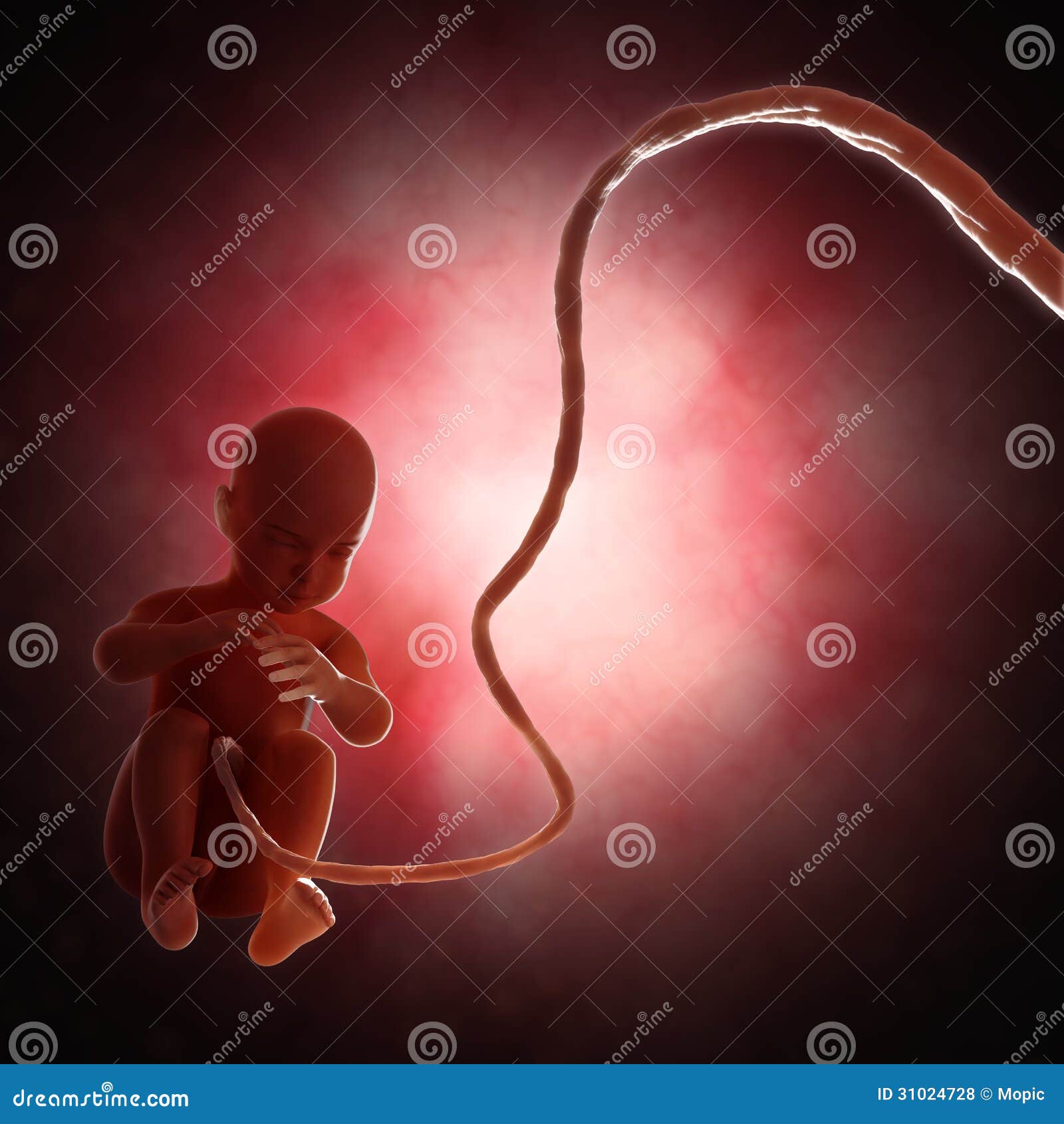 Fetus inside the womb stock illustration. Illustration of medical ...