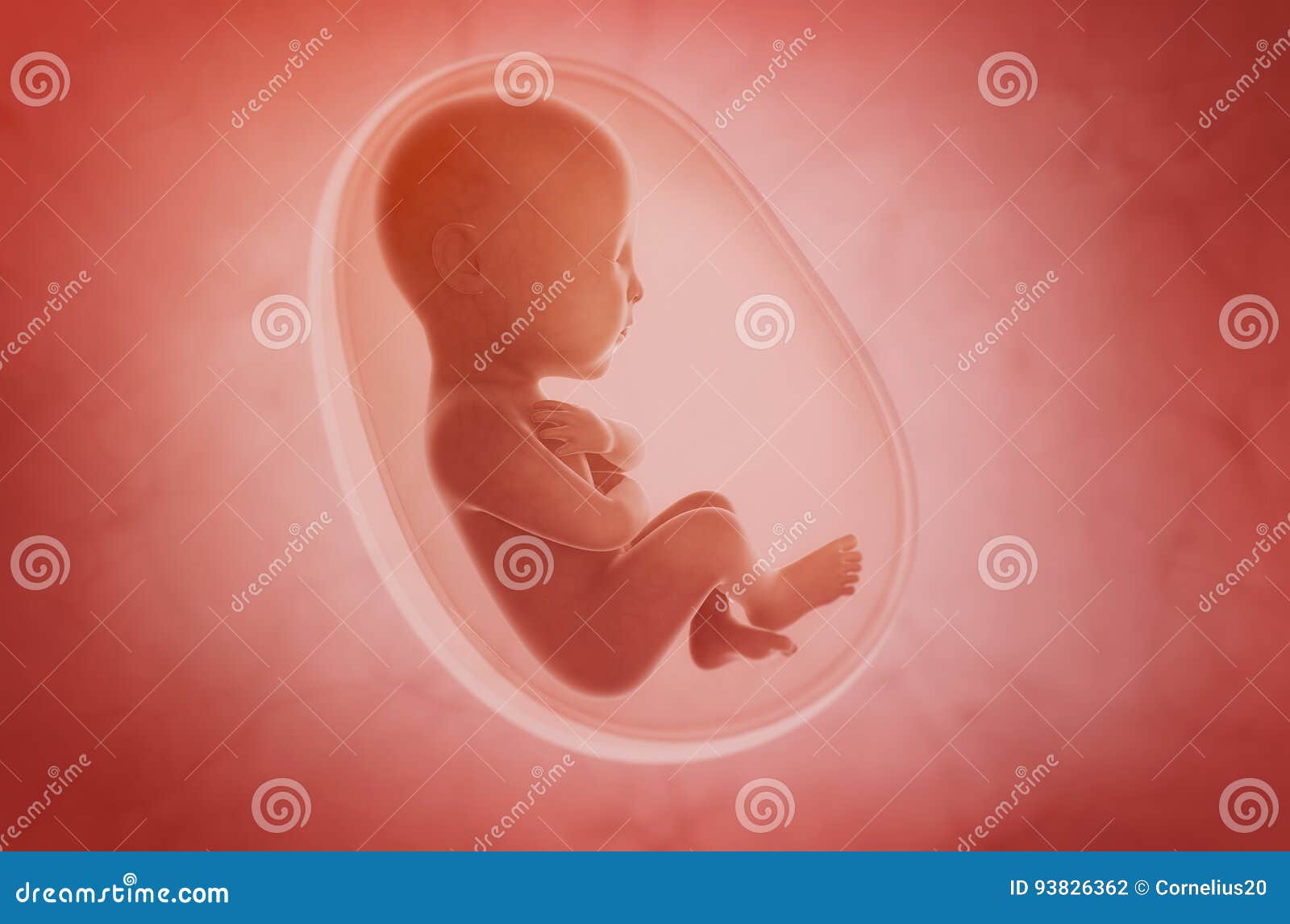 Fetus inside the womb stock photo. Image of mother, care - 93826362 Fetus inside the womb stock photo. Image of mother, care - 93826362