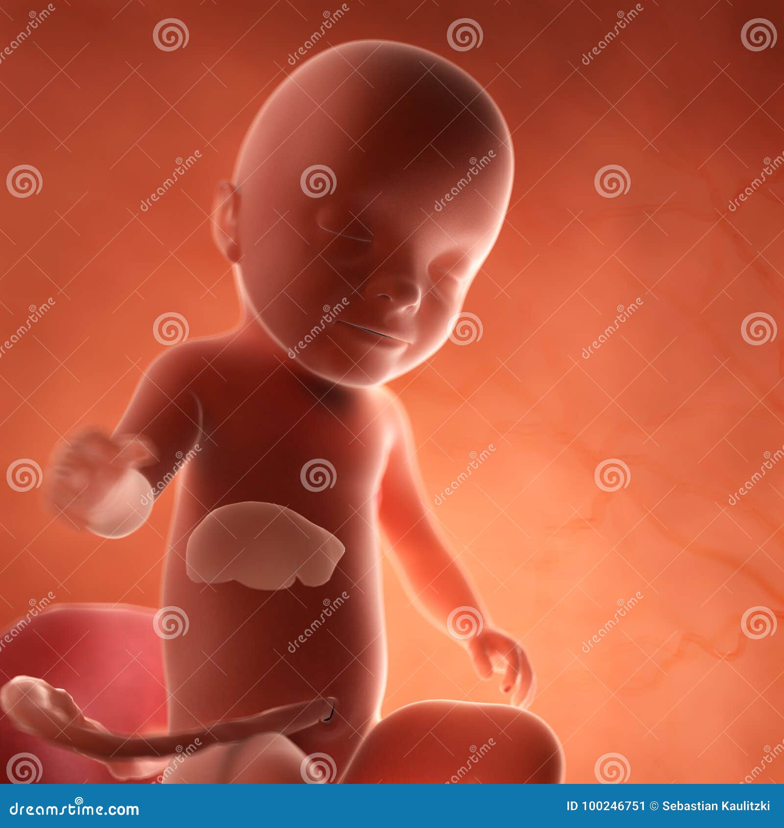 A fetus liver stock illustration. Illustration of biology - 100246751