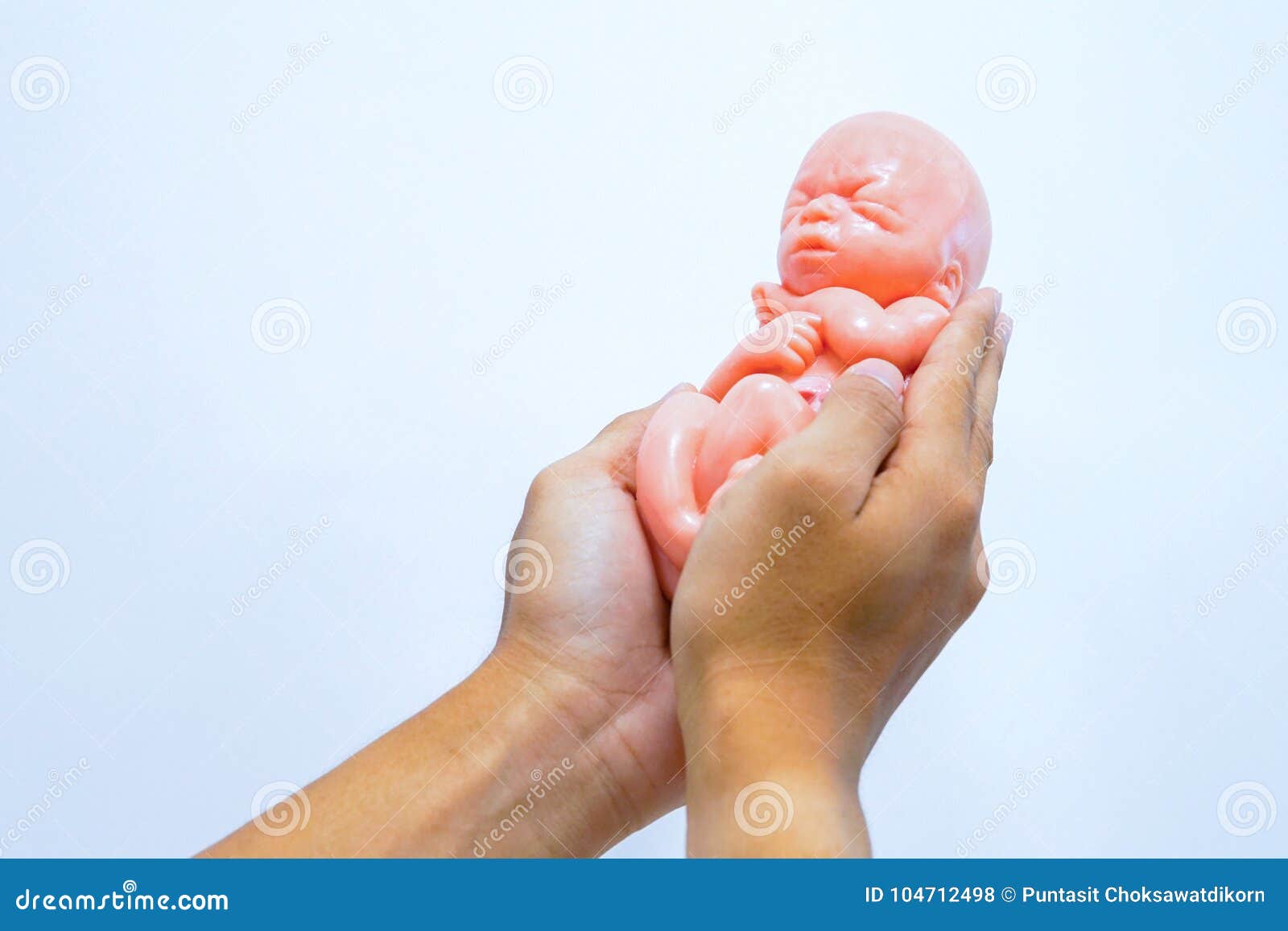 The Fetus Model in the Hand Stock Photo - Image of person, infant ...