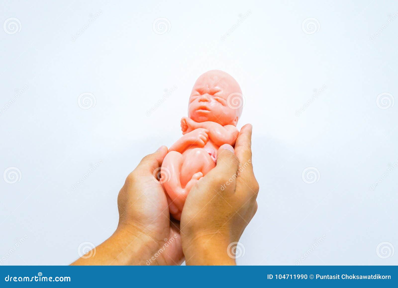 The fetus model stock photo. Image of medicine, medical - 104711990