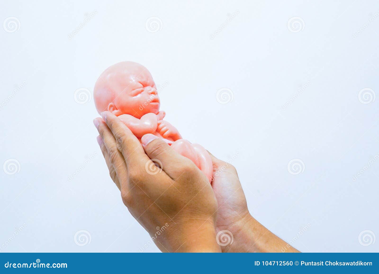The Fetus Model in the Hand Stock Photo - Image of maternity, fetus ...