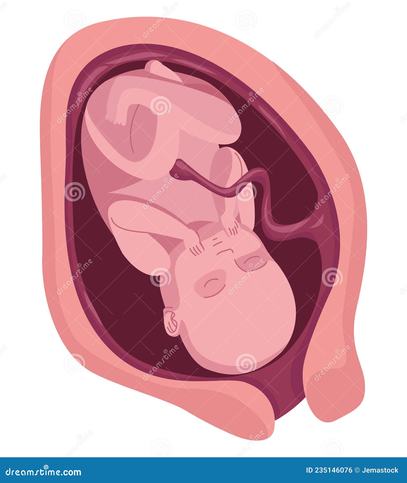 Fetus with nine months stock vector. Illustration of stage - 235146076