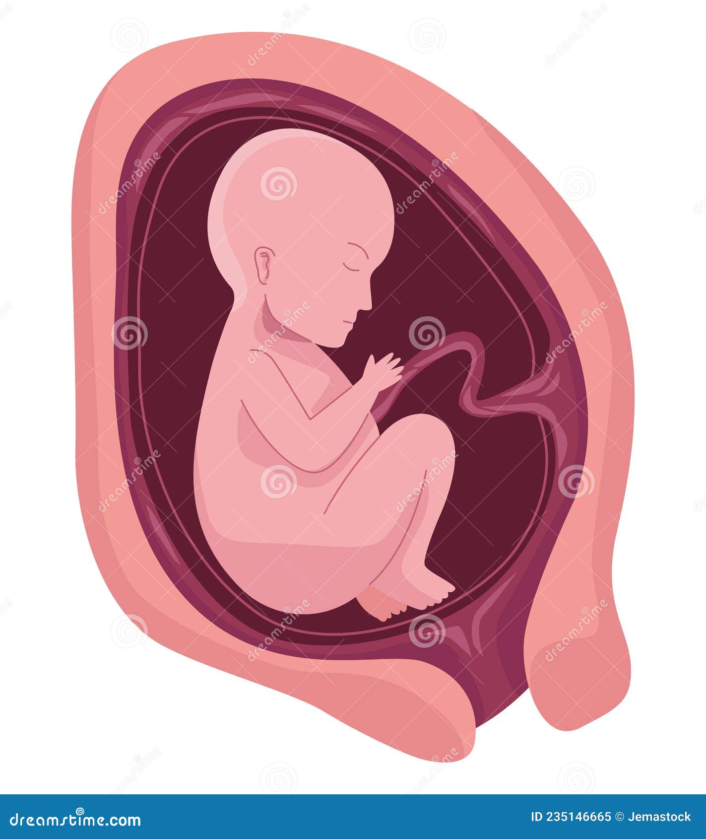 Fetus with seven months stock vector. Illustration of isolated - 235146665