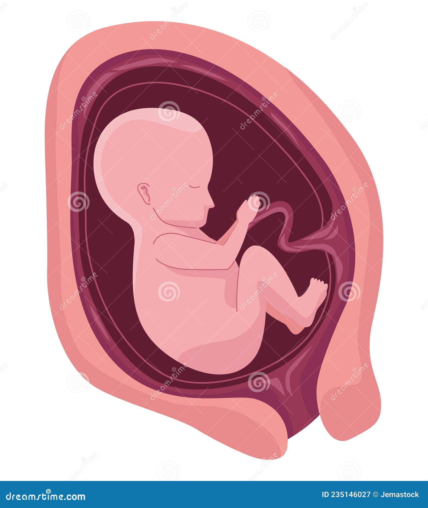 Fetus with six months stock vector. Illustration of meiosis - 235146027