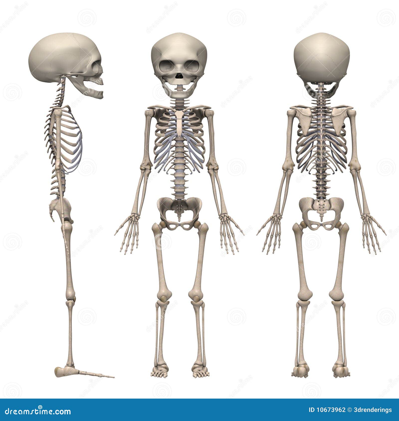 Fetus skeleton stock illustration. Illustration of skeleton - 10673962