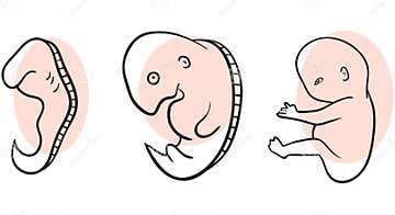 The fetus stock vector. Illustration of embryo, freehand - 53253195