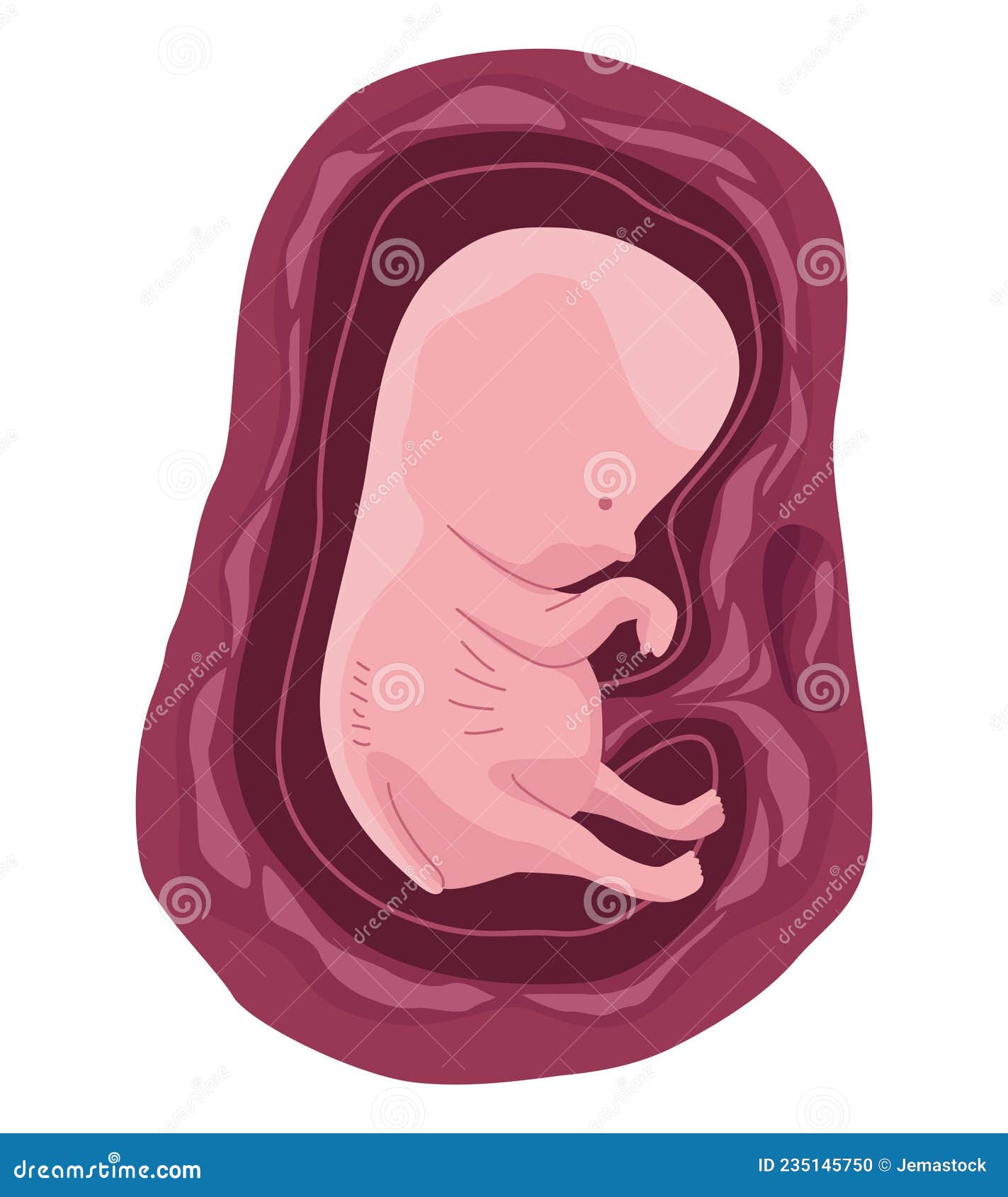 Fetus with two months stock vector. Illustration of stage - 235145750