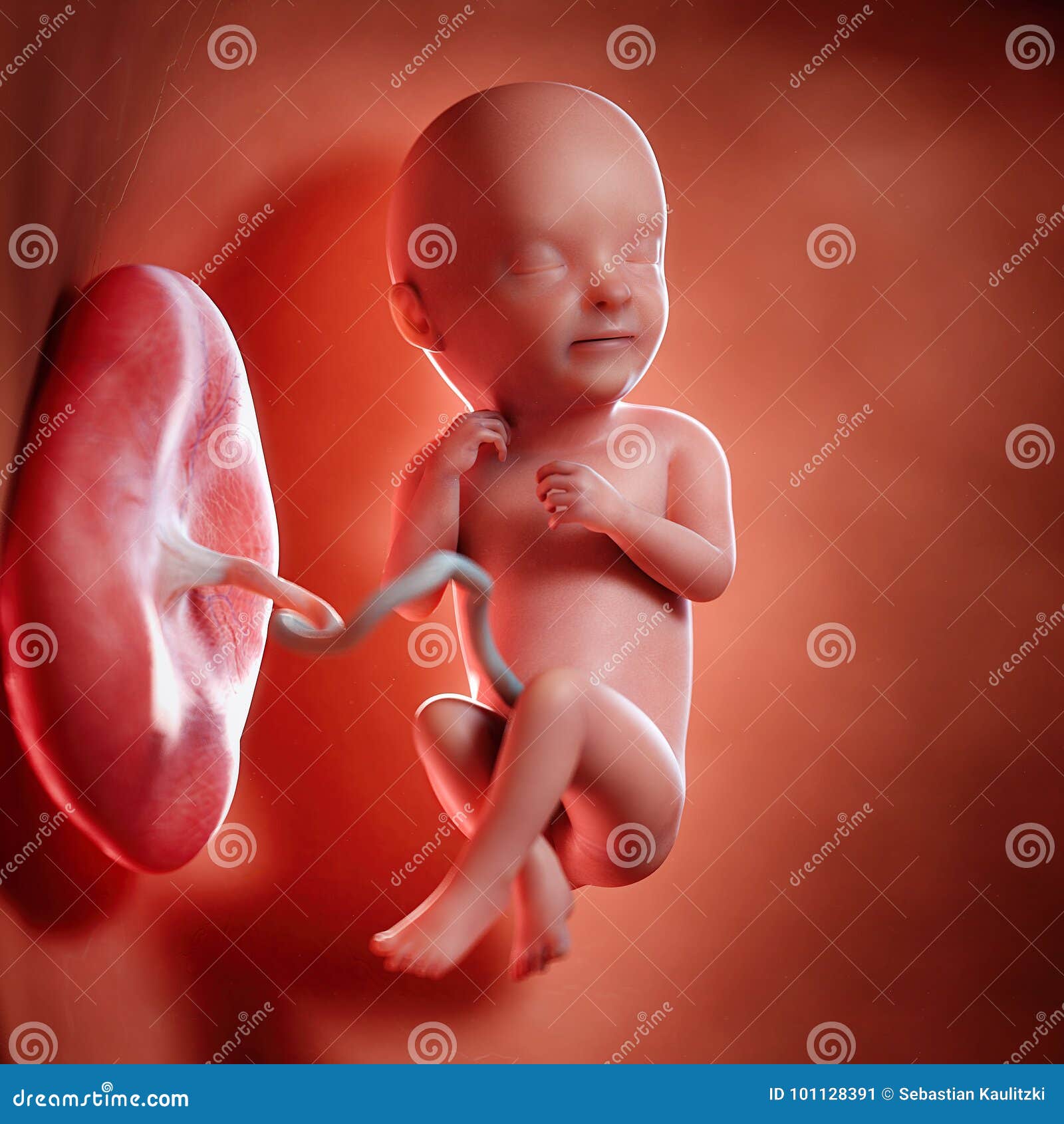 A fetus week 33 stock illustration. Illustration of fetus - 101128391