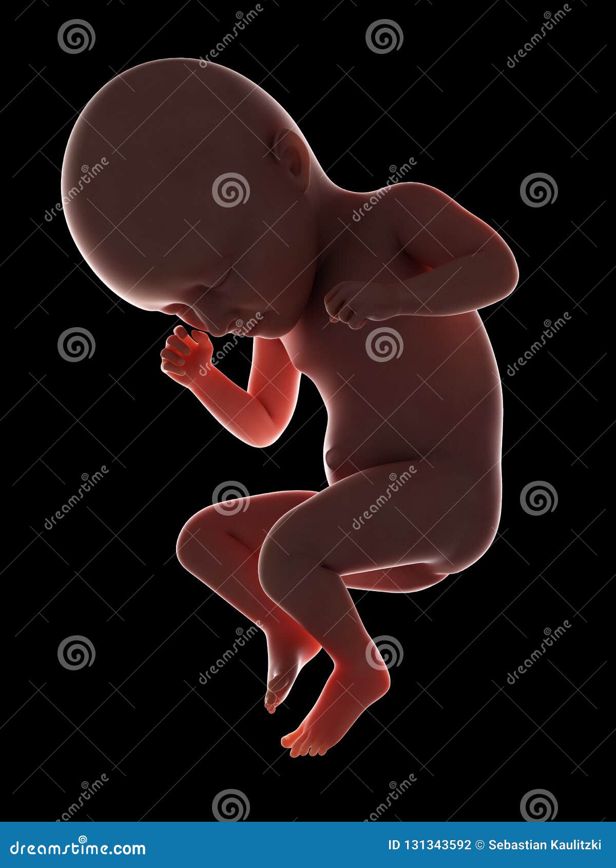 A fetus - week 35 stock illustration. Illustration of development ...