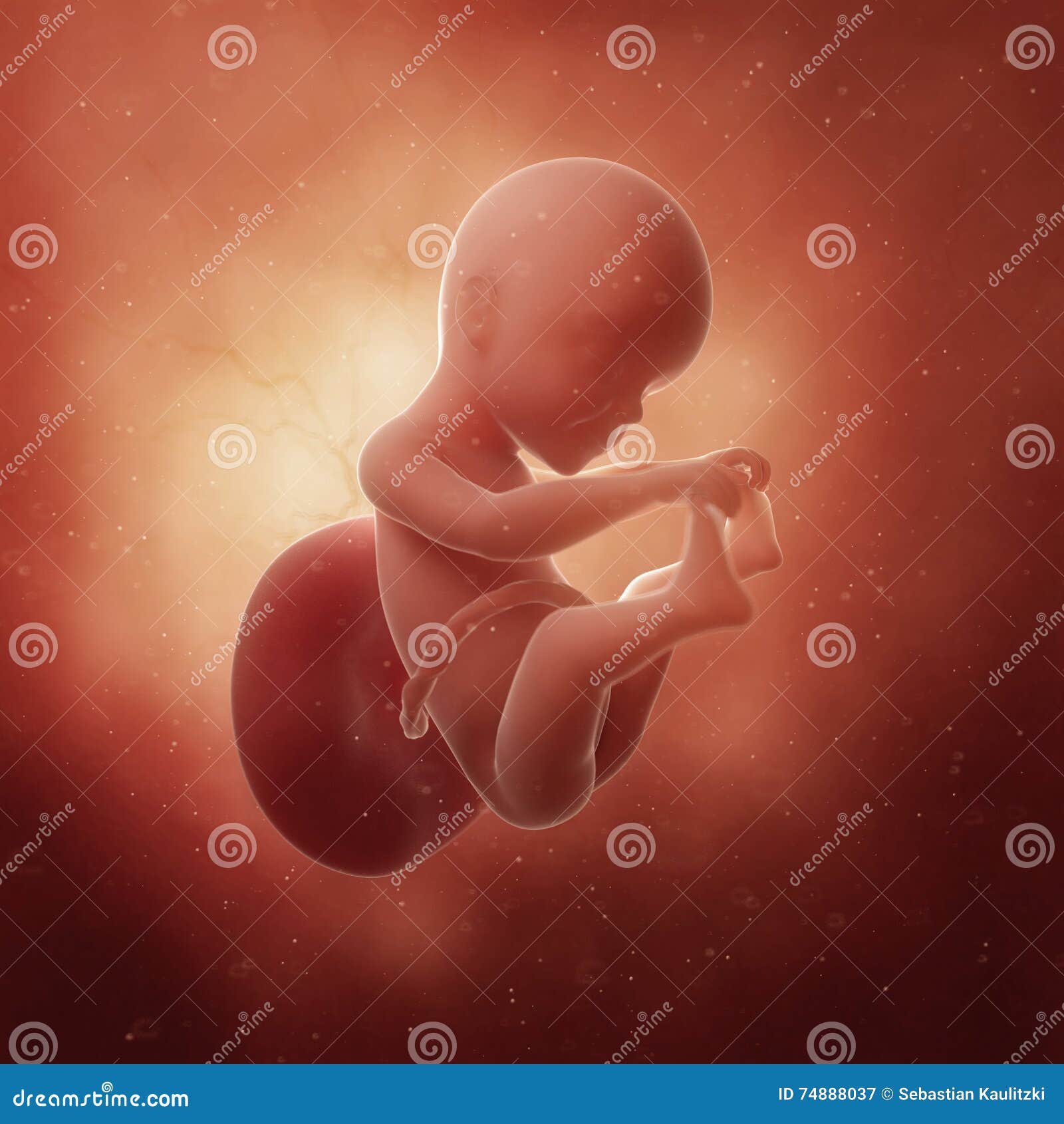 Fetus week 25 stock illustration. Illustration of week - 74888037