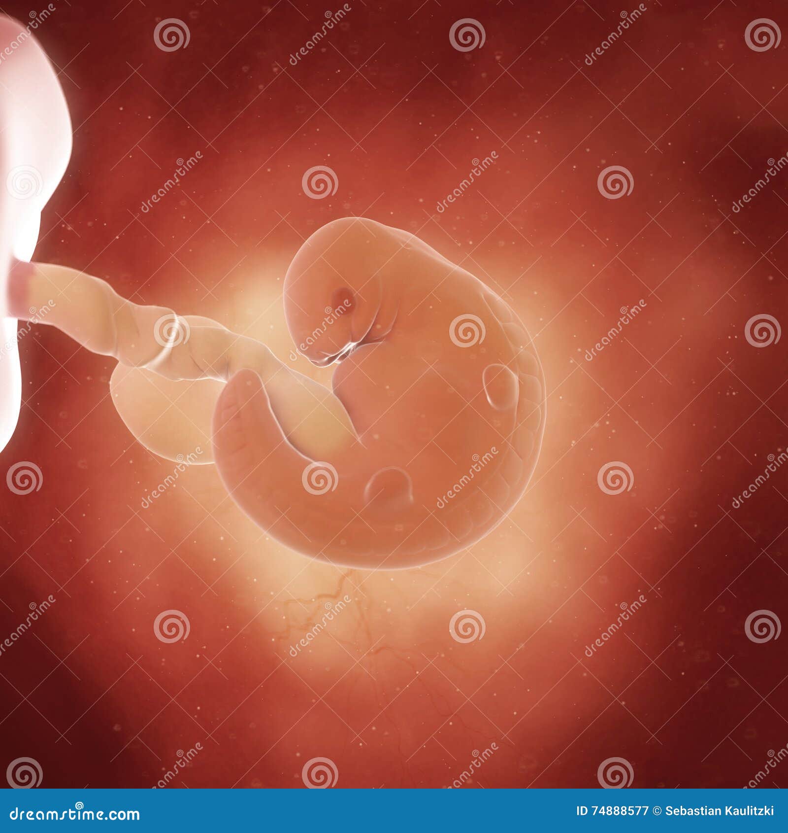 Fetus in week 6 stock illustration. Illustration of graphic - 74888577
