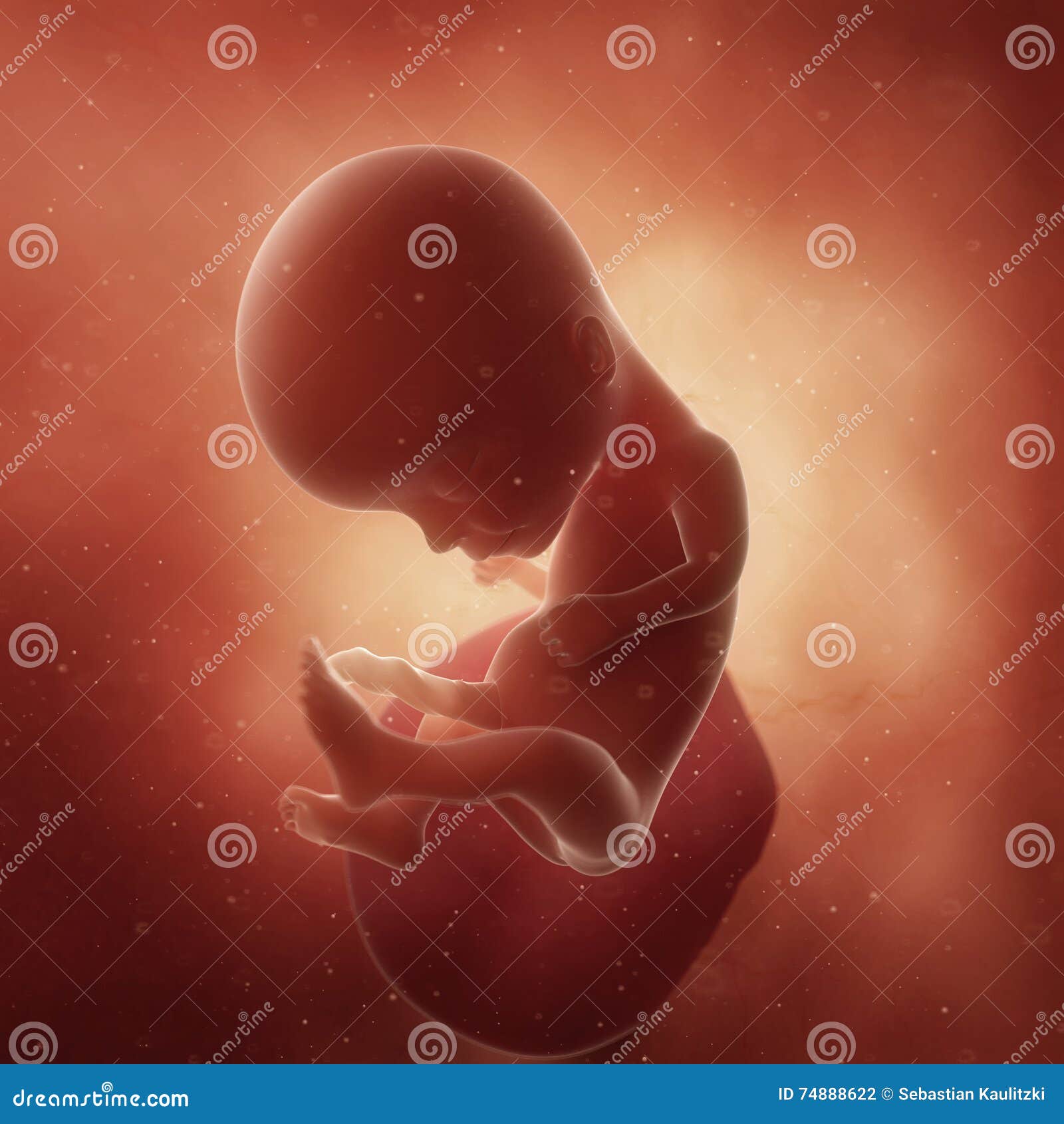 Illustration Of A Fetus. Cartoon Vector | CartoonDealer.com #41006211