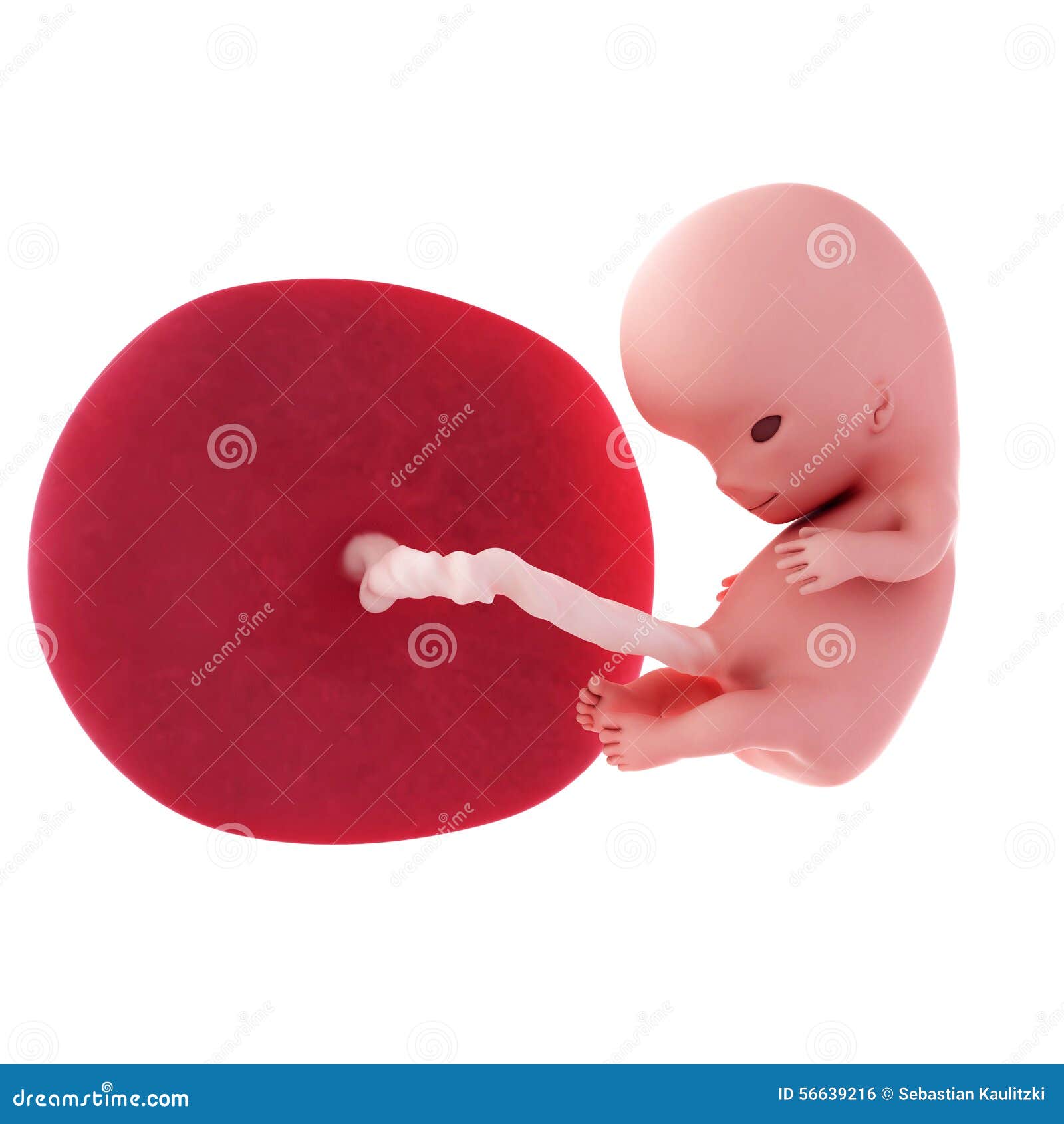 Fetus - week 10 stock illustration. Illustration of embryo - 56639216