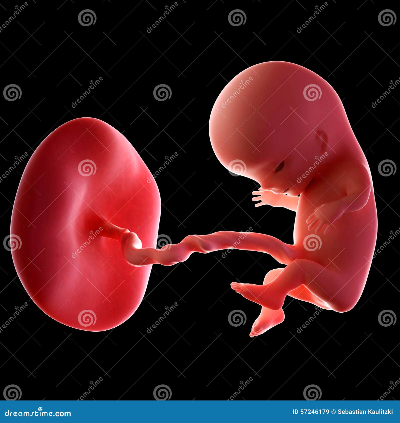 Illustration Of A Fetus. Cartoon Vector | CartoonDealer.com #41006211