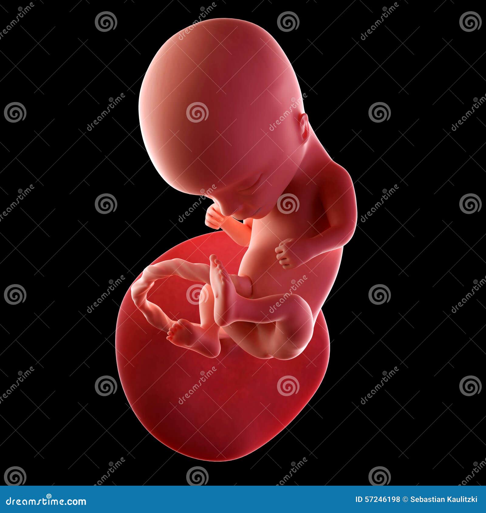 Fetus week 14 stock illustration. Illustration of accurate - 57246198