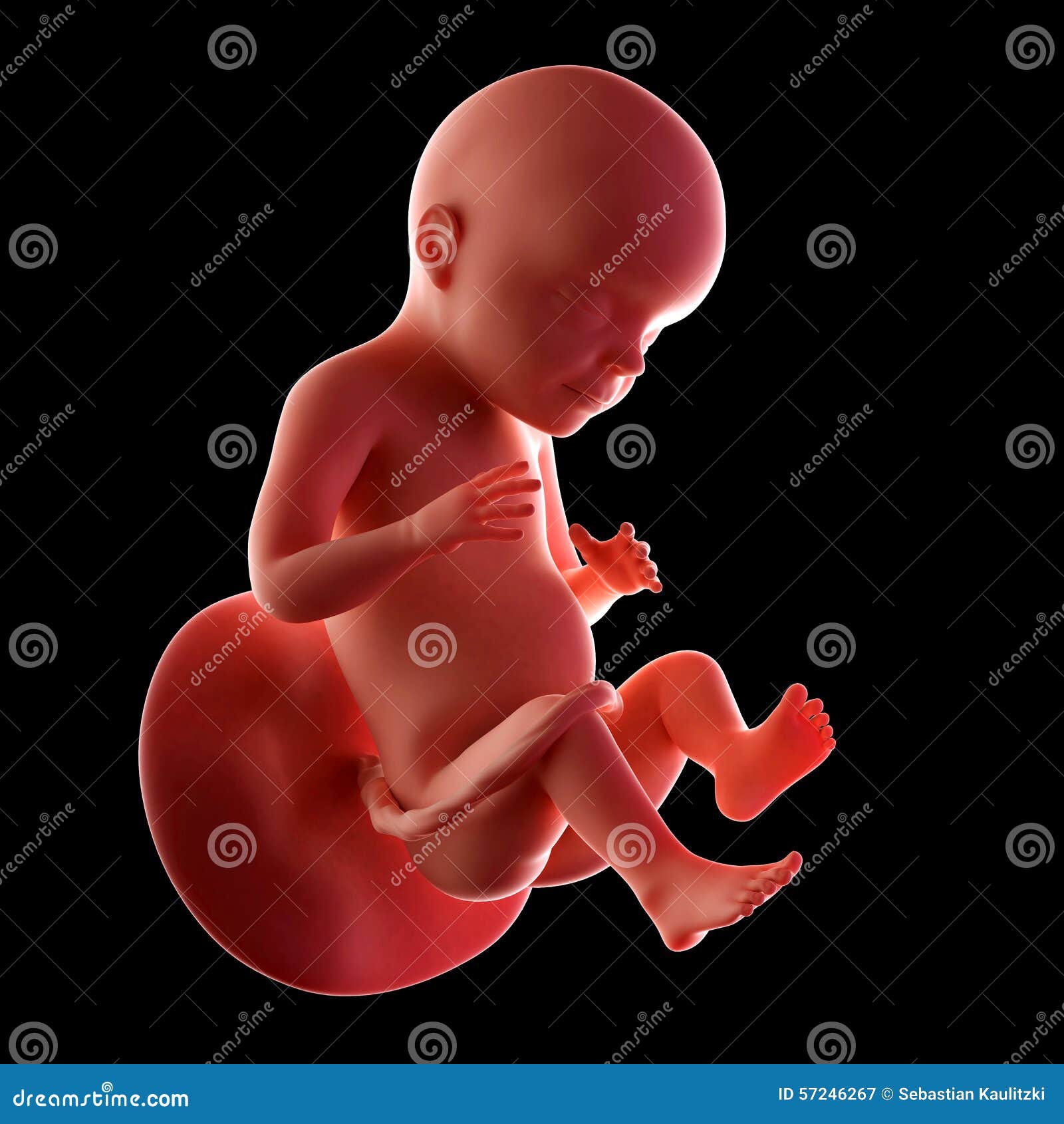 Fetus week 28 stock illustration. Illustration of fetal - 57246267