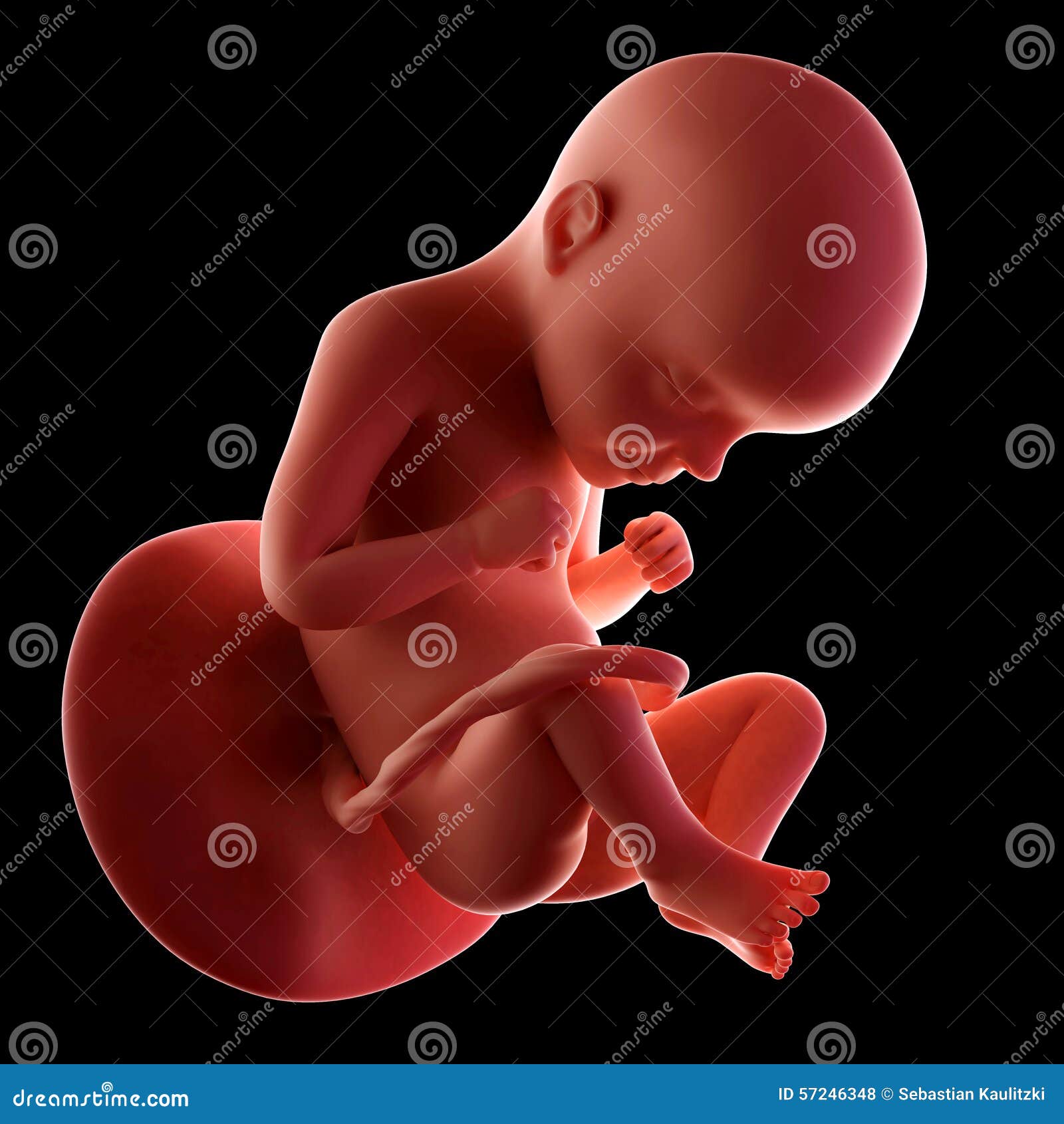 Fetus week 29 stock illustration. Illustration of week - 57246348