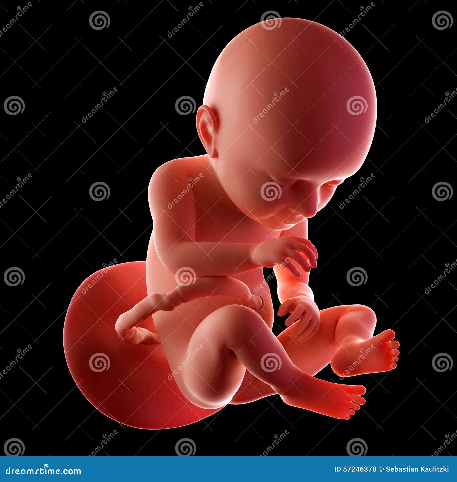 Fetus week 37 stock illustration. Illustration of biology - 57246378