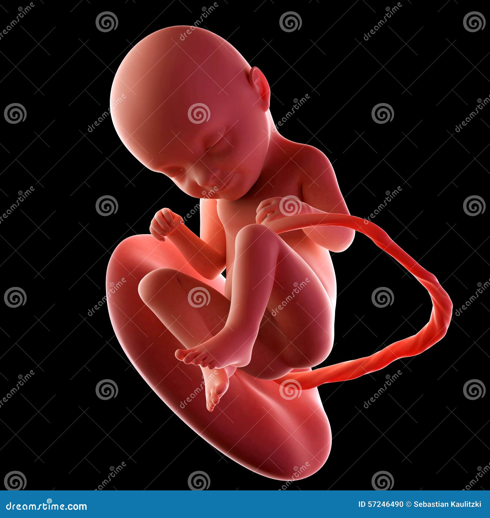 Fetus week 33 stock illustration. Illustration of pregnant - 57246490