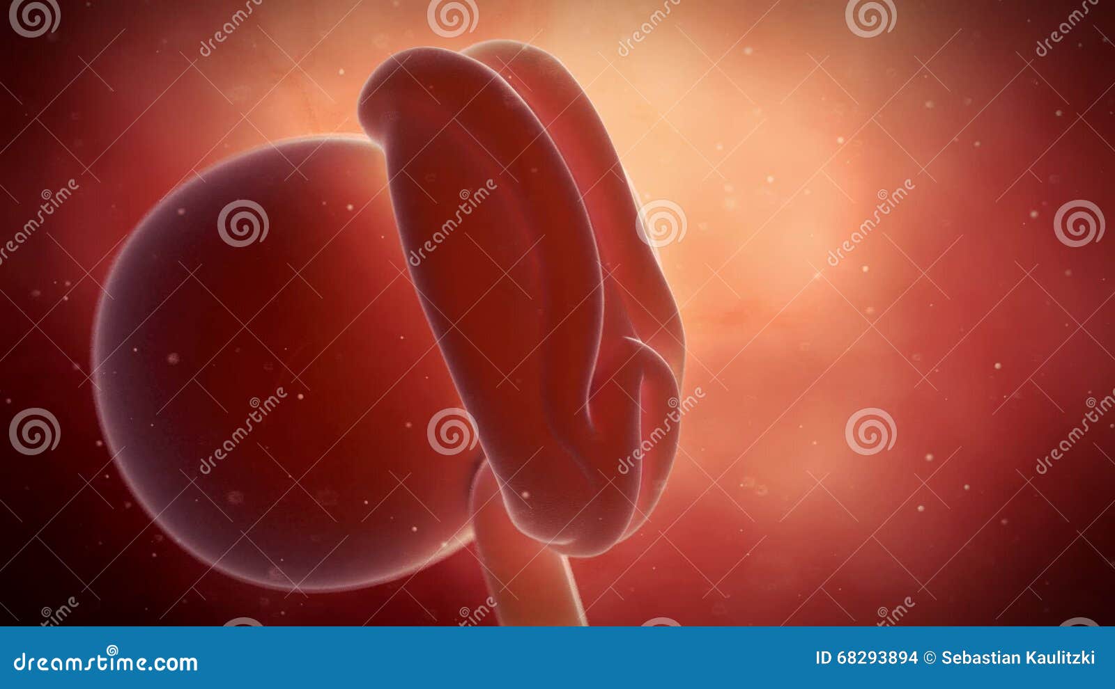 A fetus - week 4 stock footage. Video of emryonic, animation - 68293894