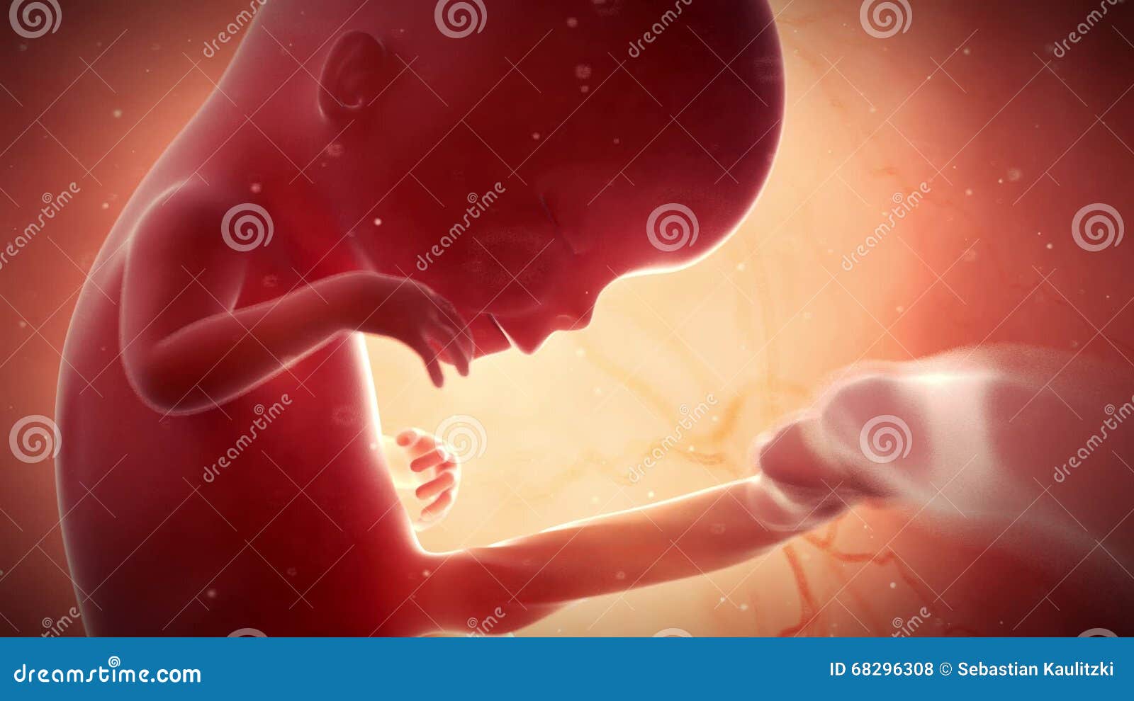 A fetus - week 12 stock footage. Video of fetal, anatomy - 68296308