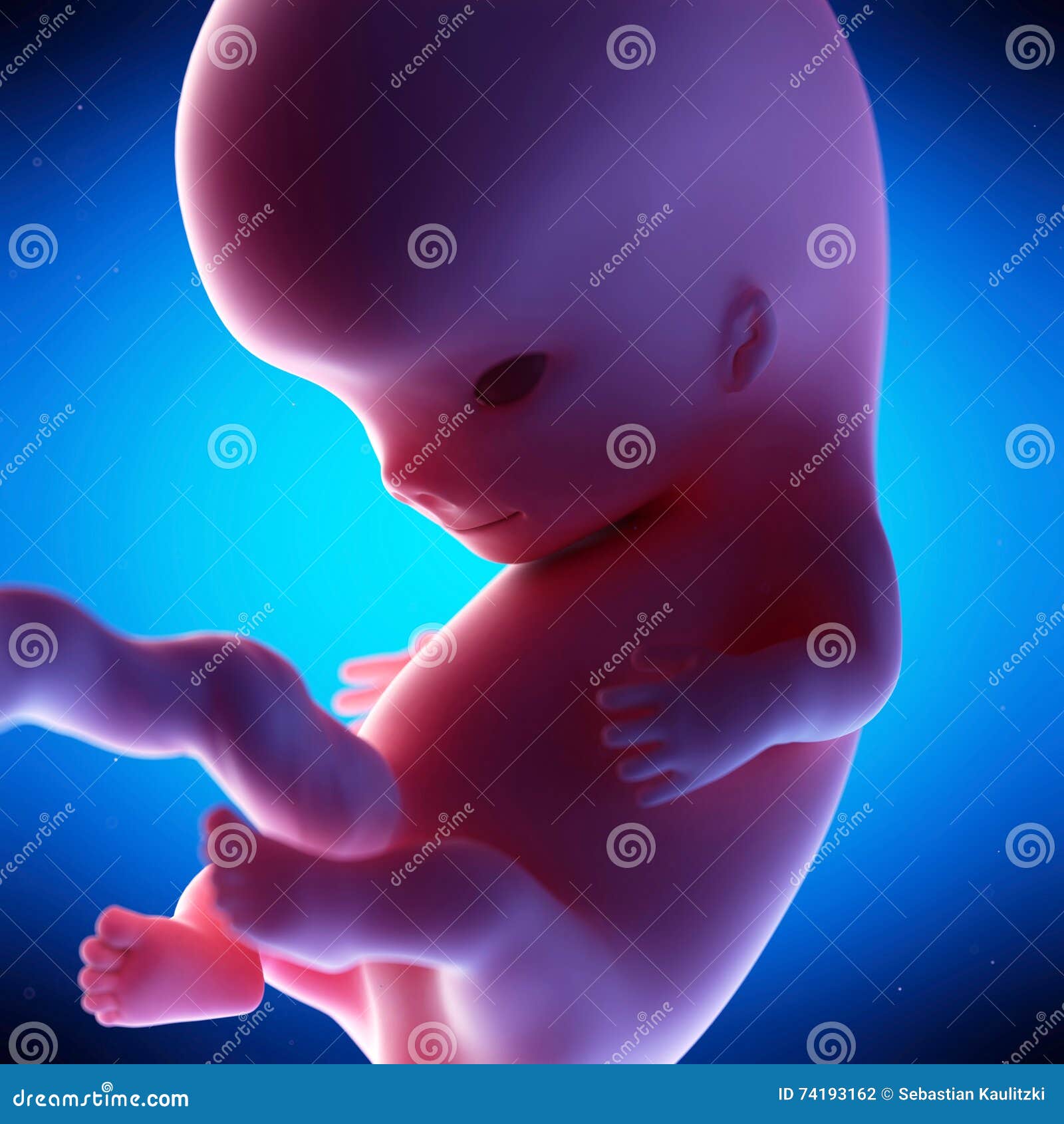 A fetus - week 9 stock illustration. Illustration of growth - 74193162