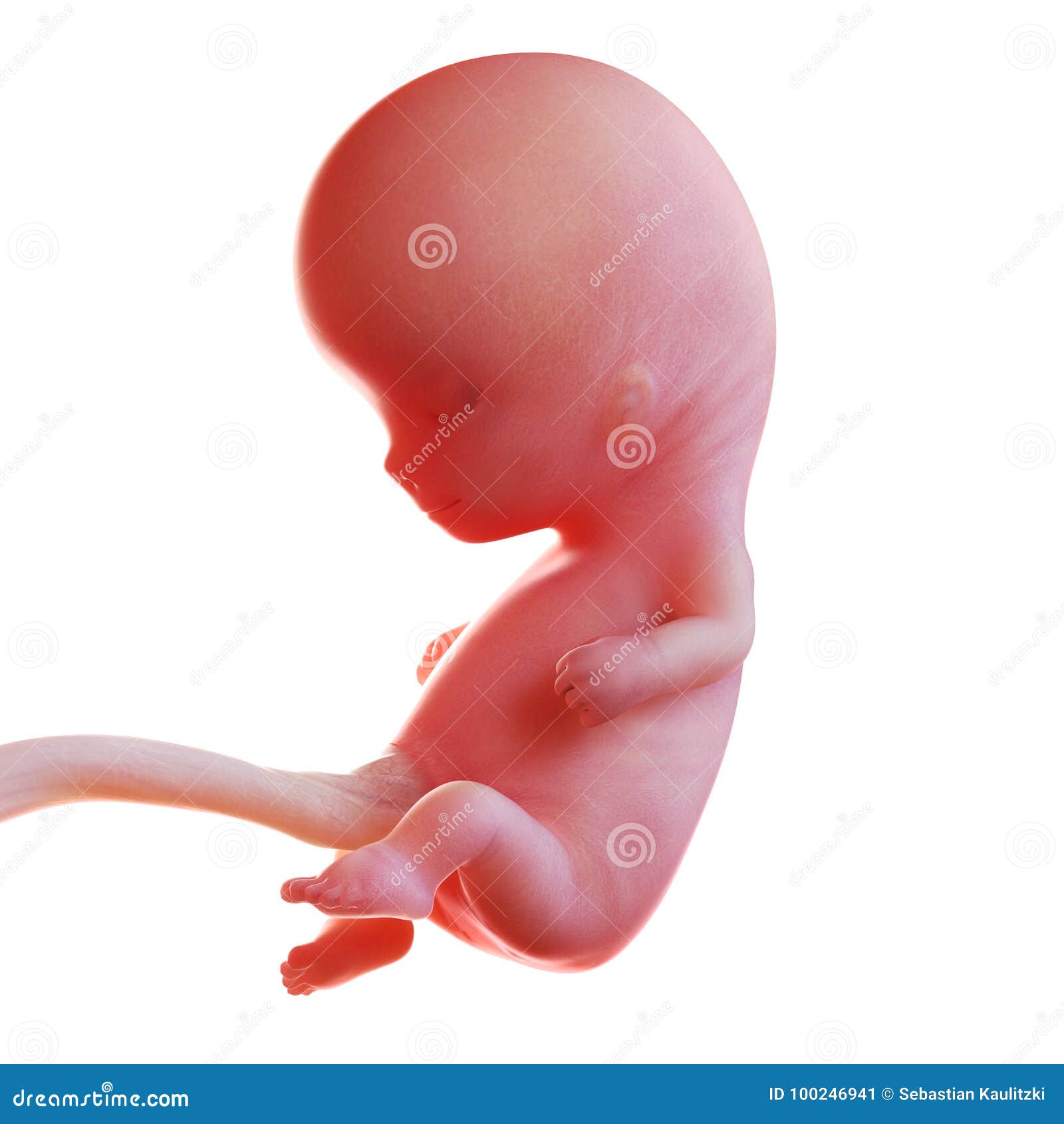 A fetus in week 10 stock illustration. Illustration of prenatal - 100246941