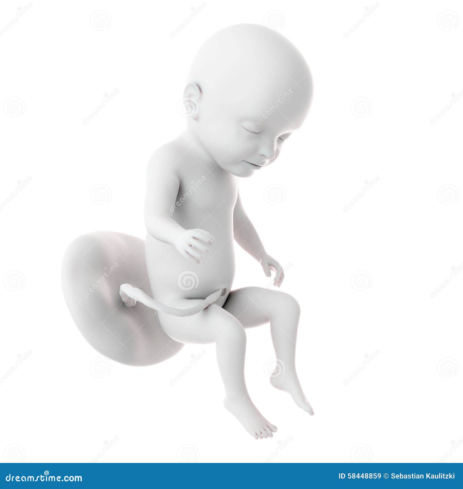 Fetus week 31 stock illustration. Illustration of fetal - 58448859