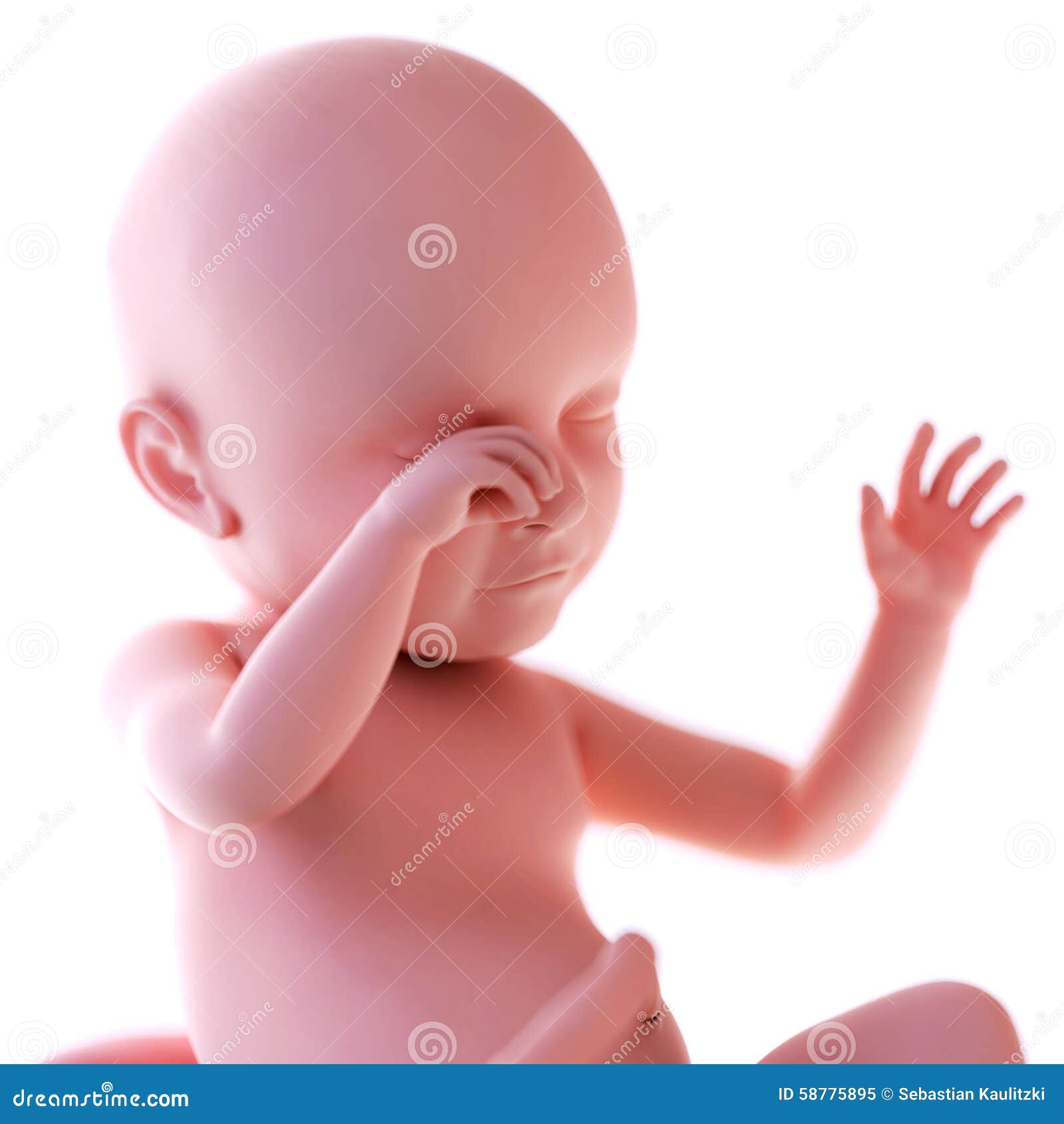 Fetus week 39 stock illustration. Illustration of fetus - 58775895
