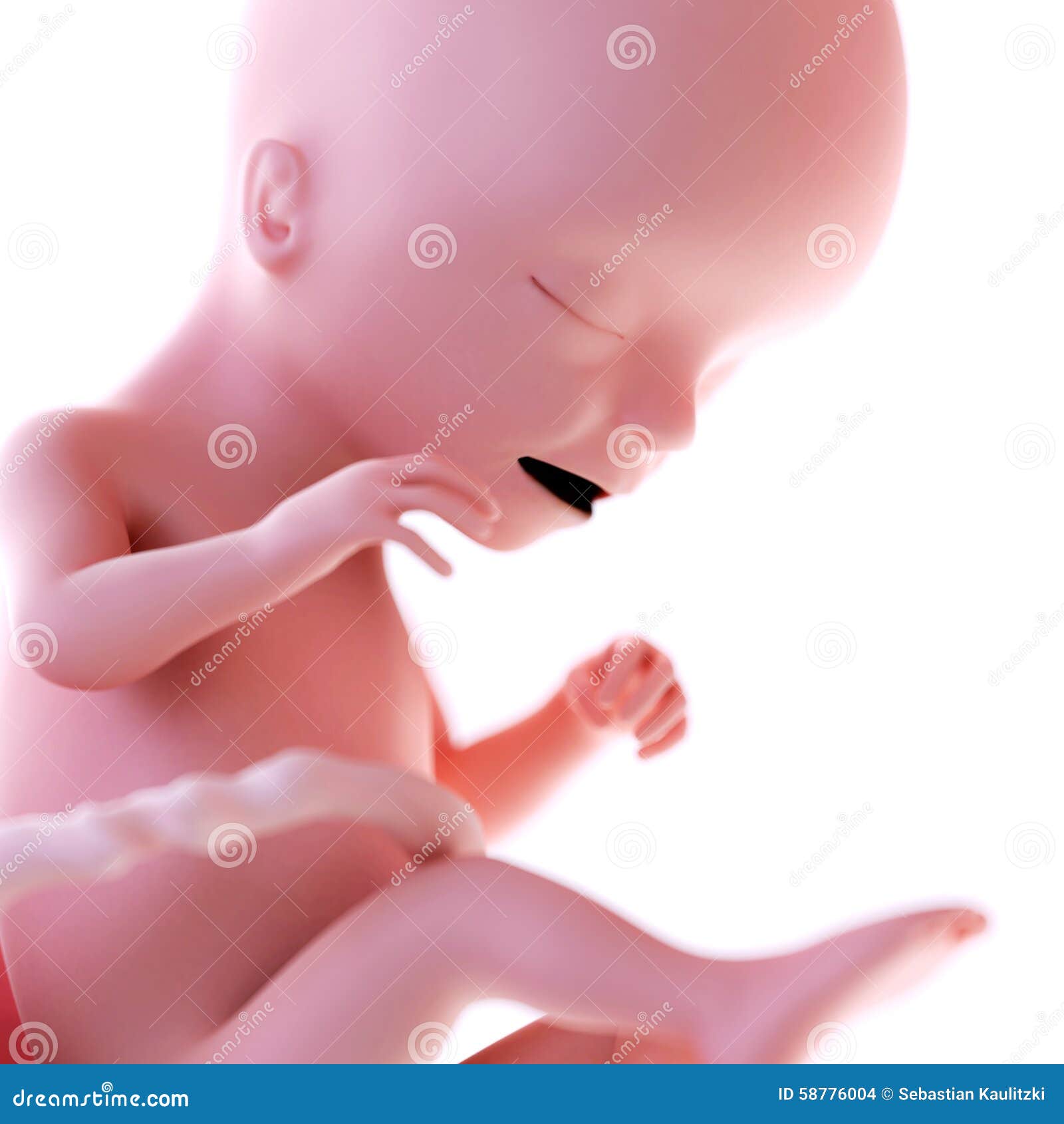 Fetus week 17 stock illustration. Illustration of uterus - 58776004