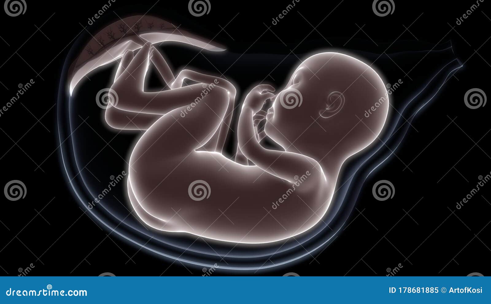 Fetus in Womb Anatomy X-ray 3D Rendering Stock Illustration ...
