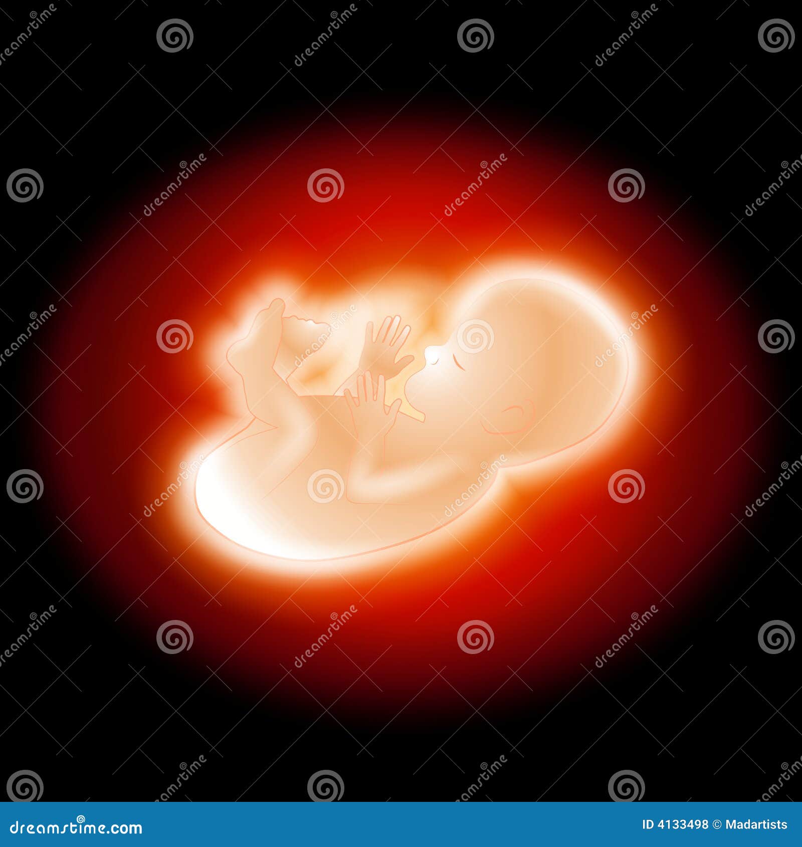 Fetus In Womb Anatomy X-ray 3D Rendering Stock Illustration ...