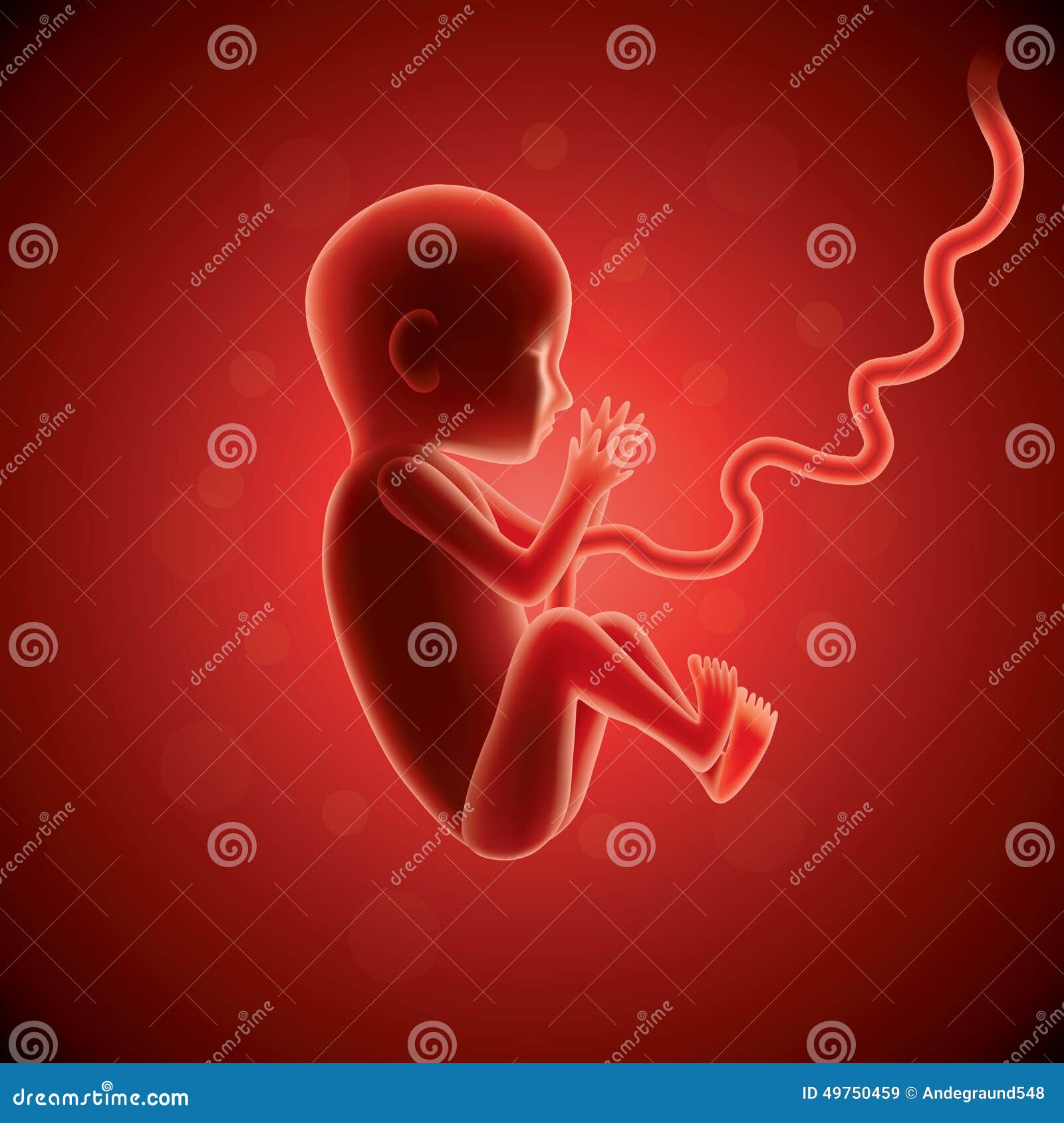 Fetus in womb vector stock vector. Illustration of cord - 49750459