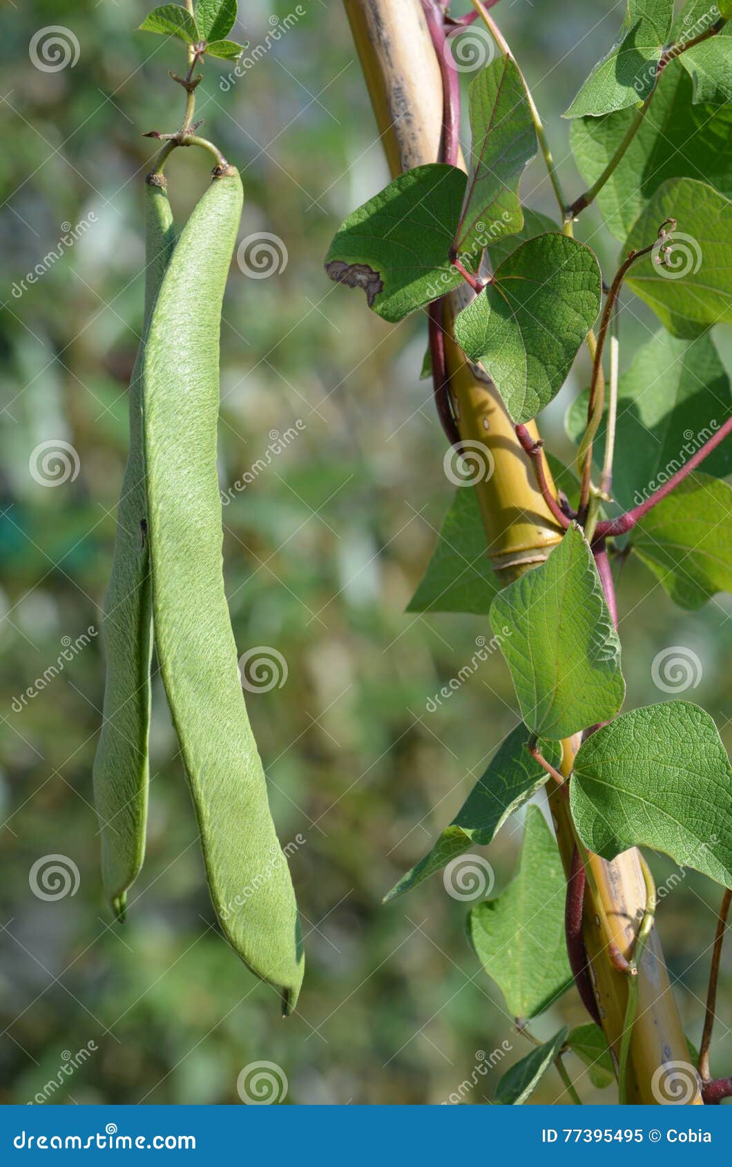 Feuerbohne U. X28; Phaseolus Coccineus& X29; Stockbild - Bild von ...