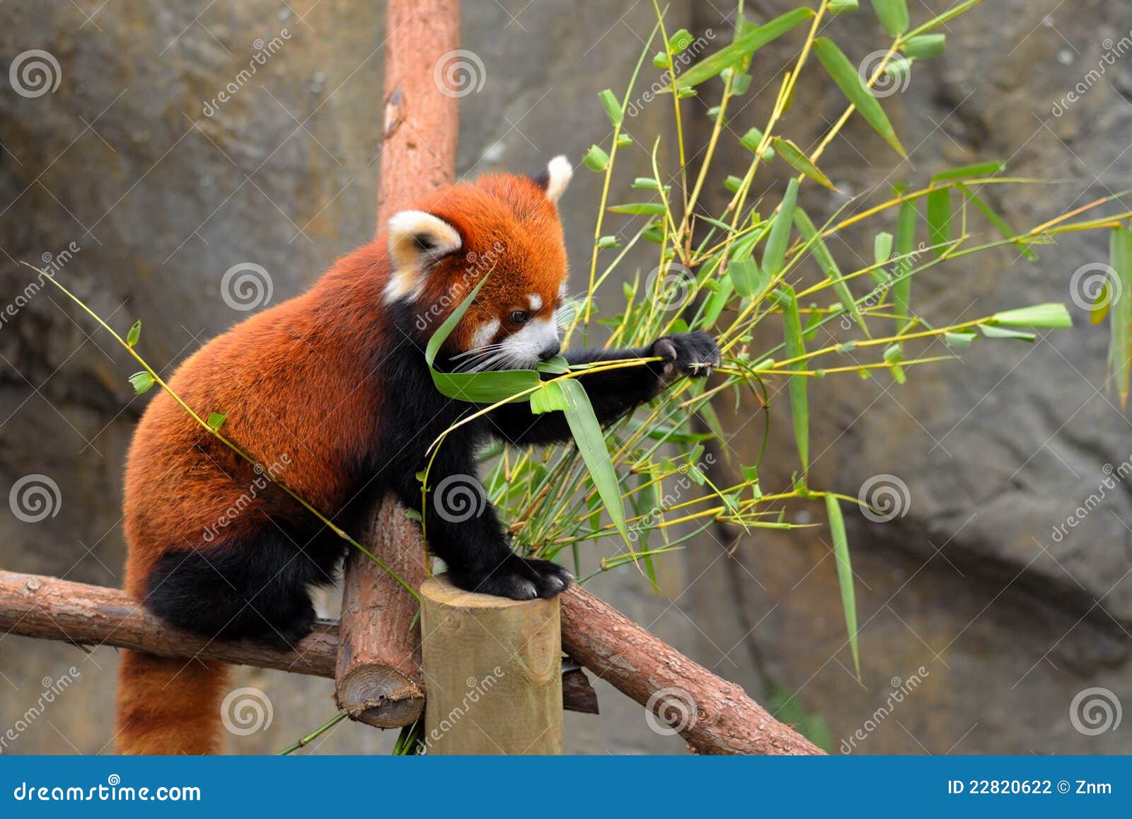 Feuerfuchs stockfoto. Bild von führen, blatt, bambus - 22820622