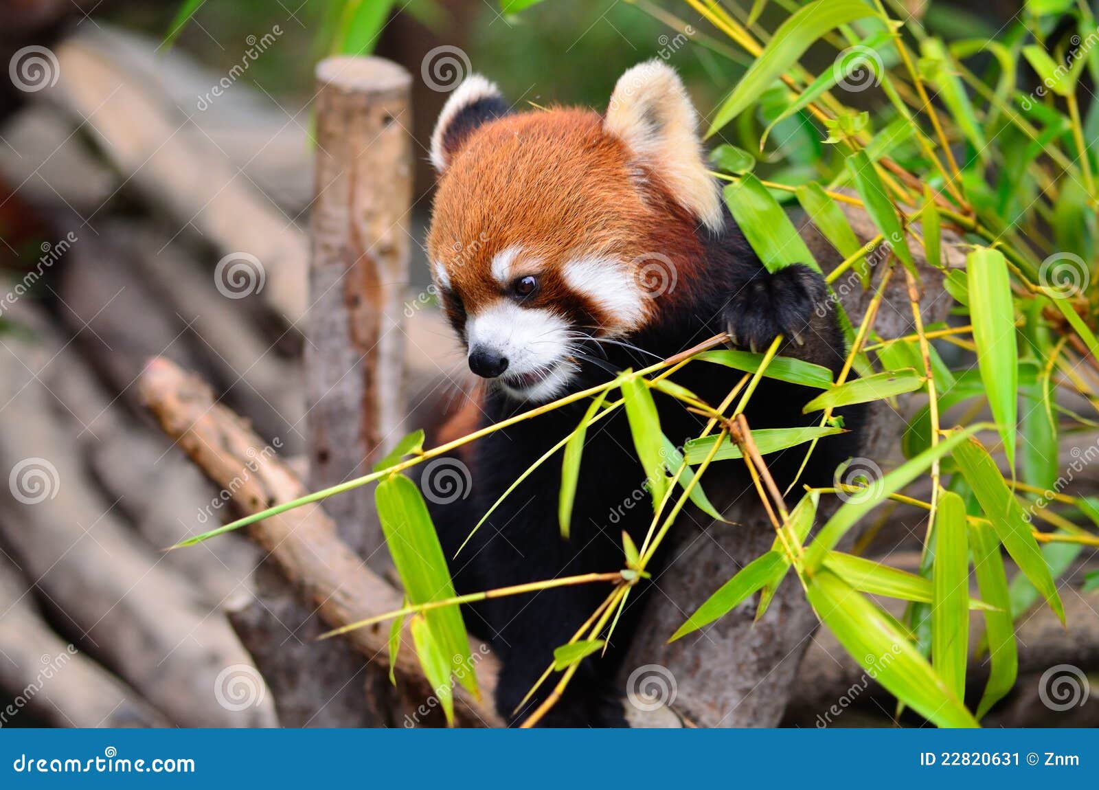 Feuerfuchs stockbild. Bild von tier, bambus, geschöpf - 22820631
