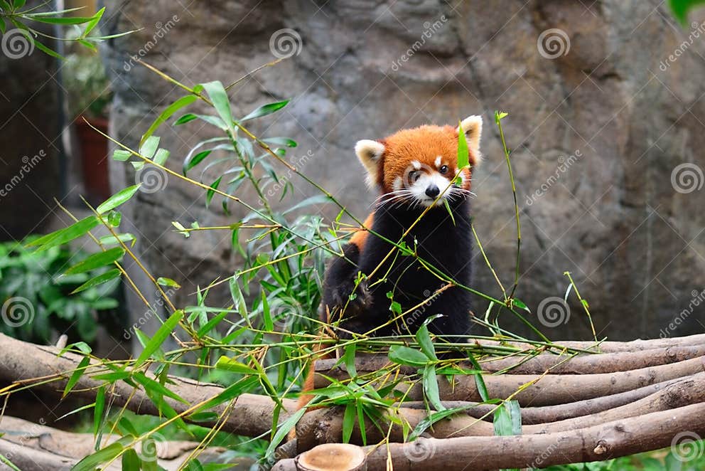Feuerfuchs stockfoto. Bild von nave, umgebung, schwarzes - 22820638