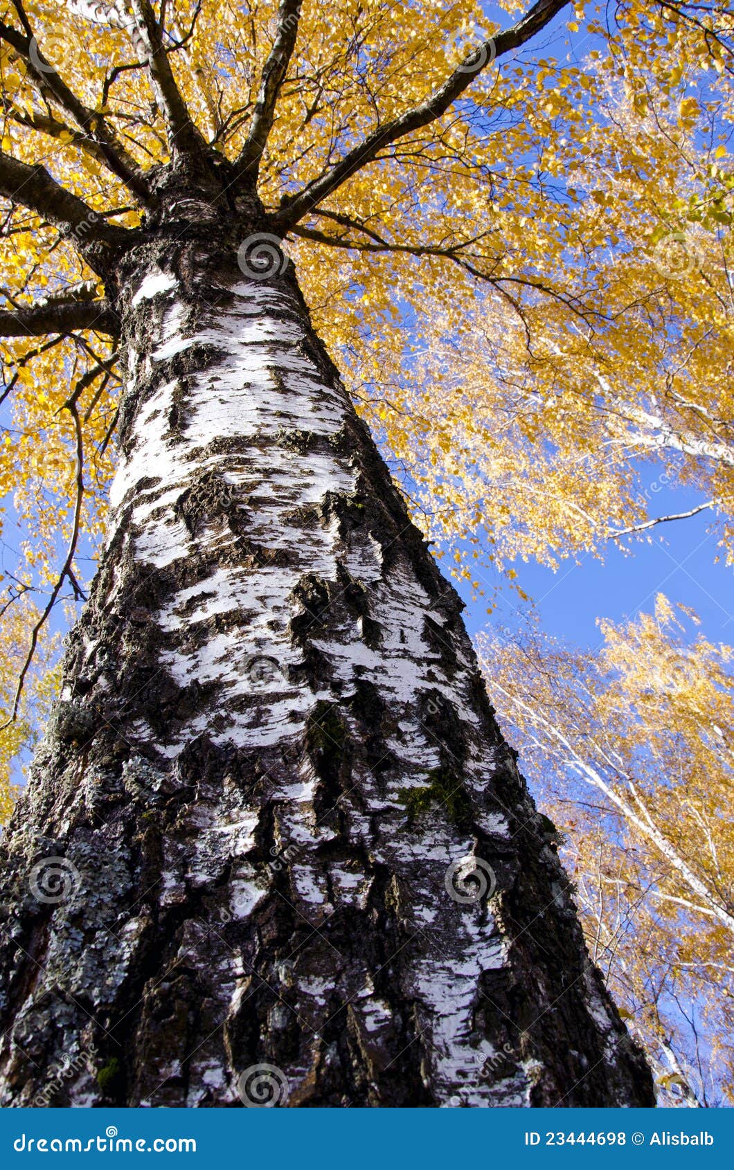 Feuillage Et Ciel D'or De Bouleaux D'automne Photo stock - Image du ...